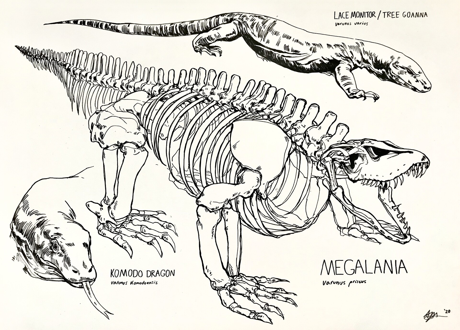 Megalania Skeleton