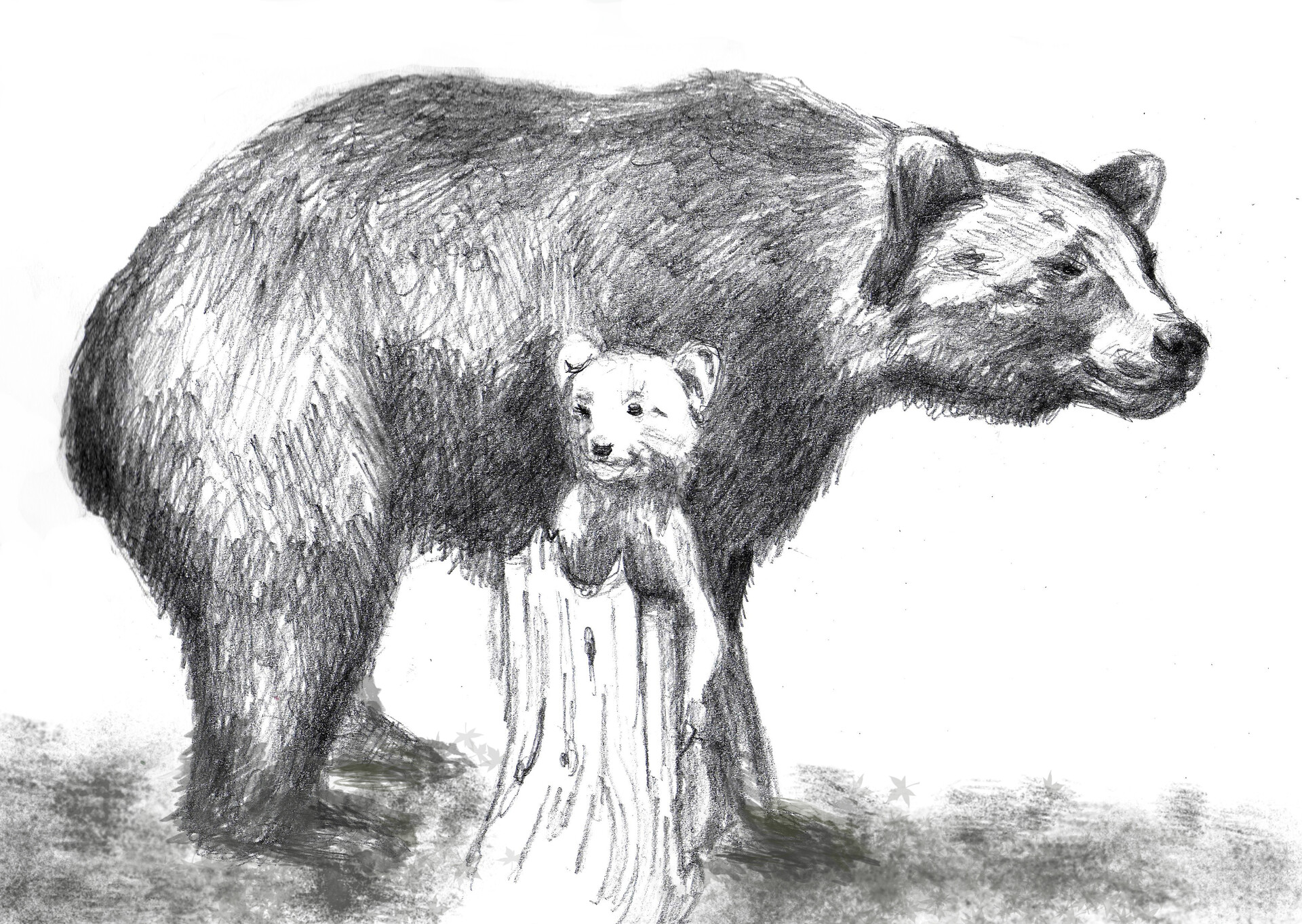 Black Bear Pencil Drawings