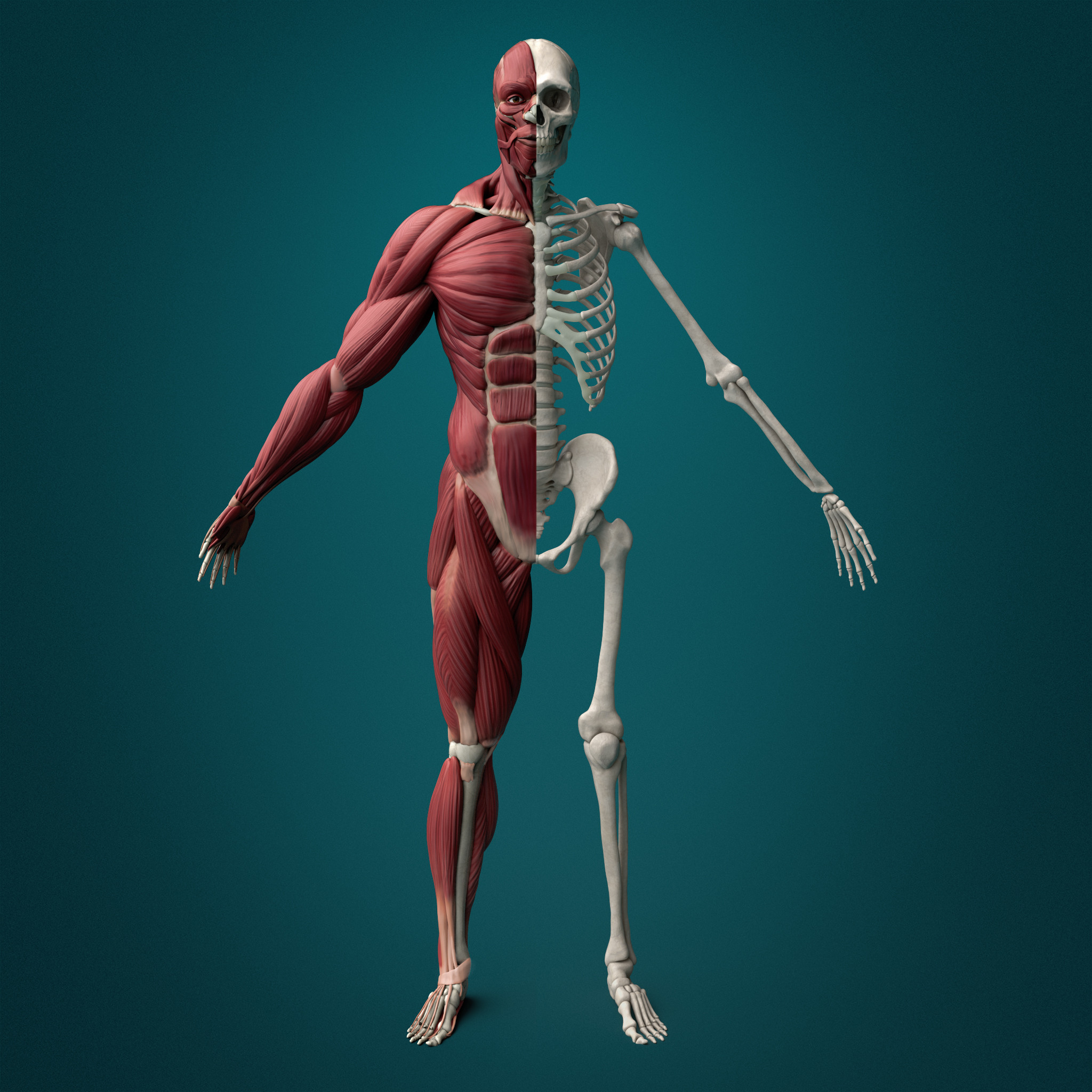 Art By James SIMON - Human Muscle Écorché