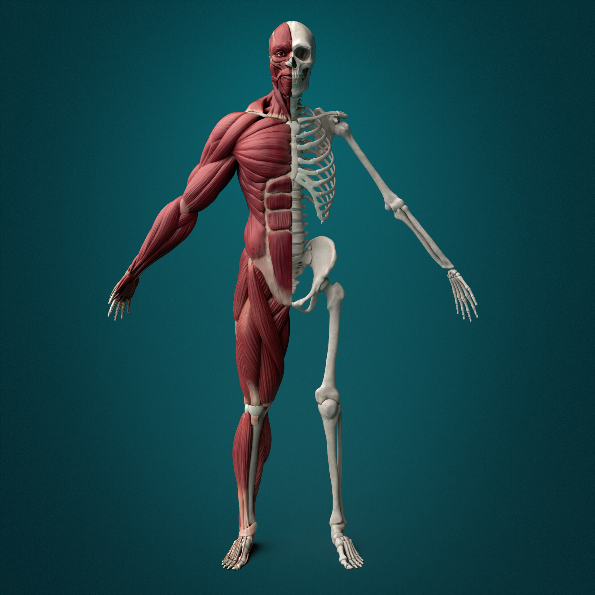 Art By James SIMON - Human Muscle Écorché