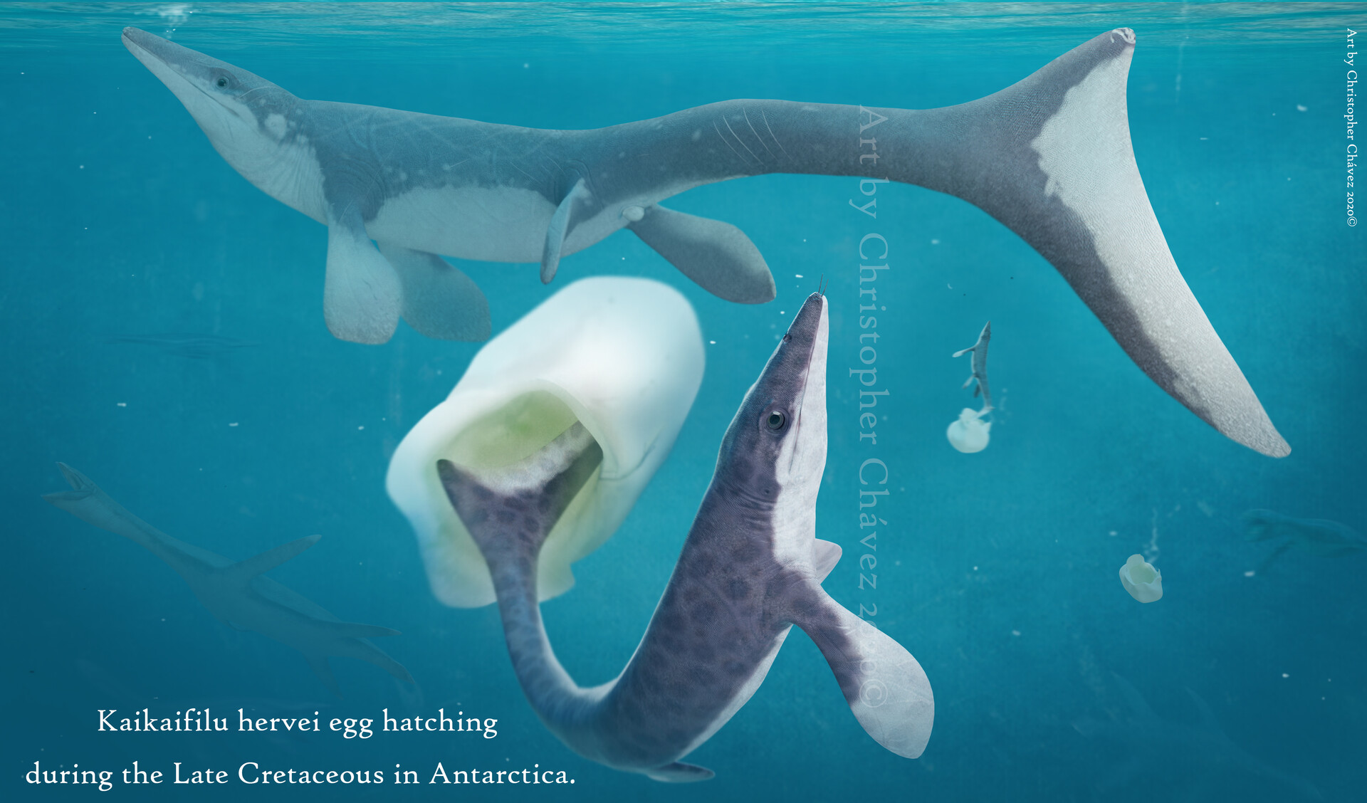 ArtStation - Kaikaifilu hervei egg hatching