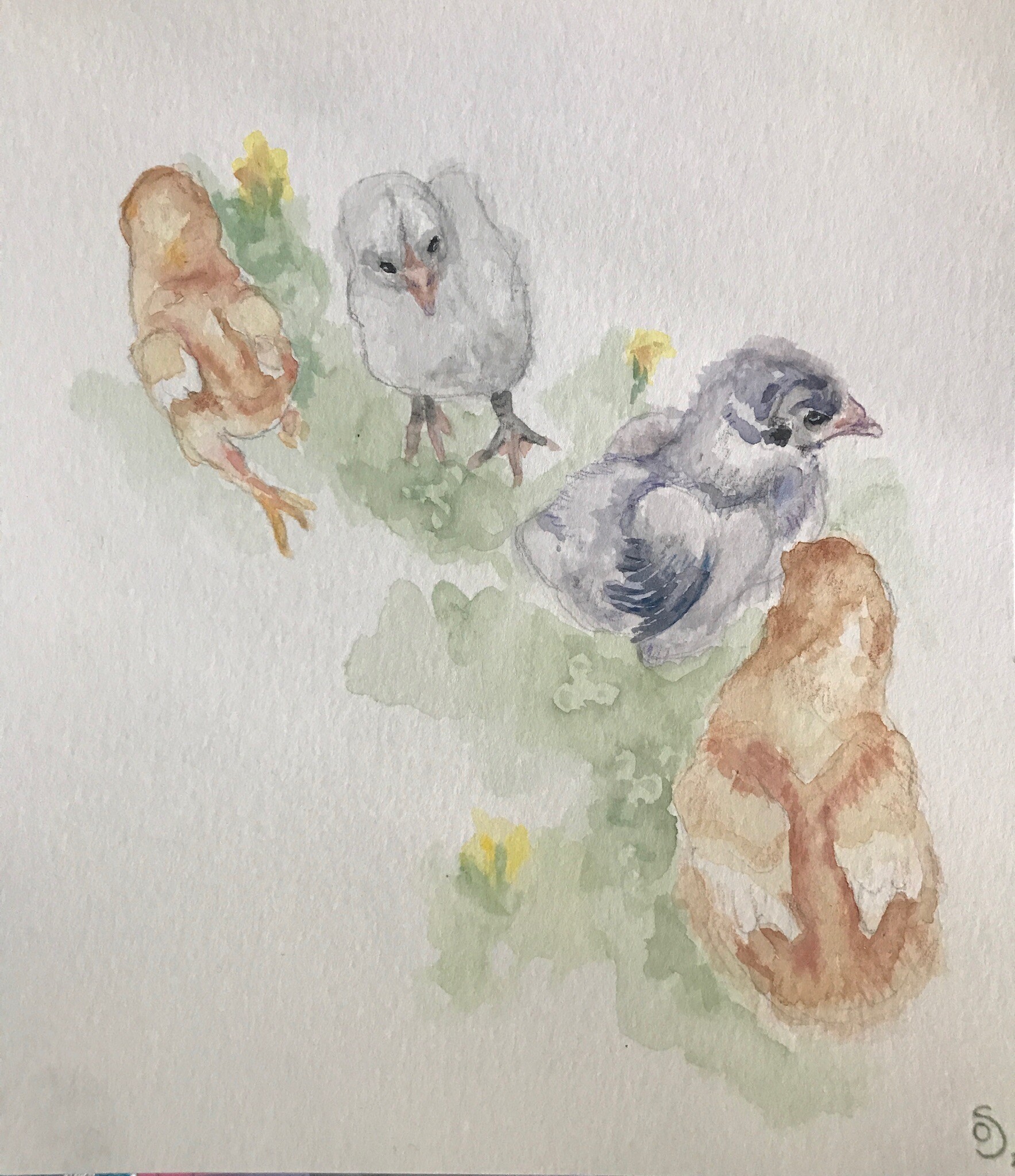 ArtStation - Watercolor Chicks
