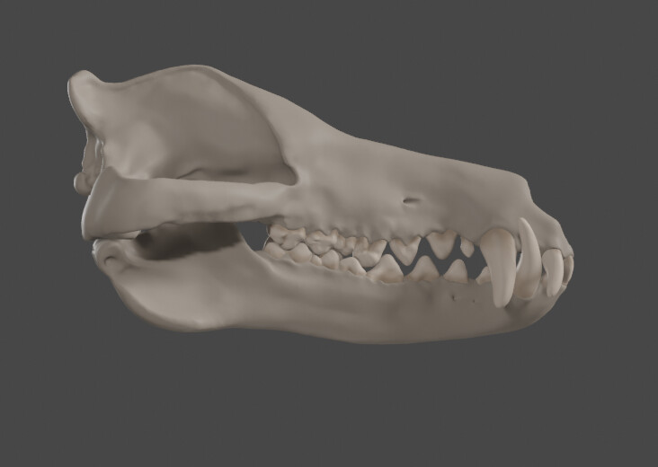 Andrewsarchus Skeleton