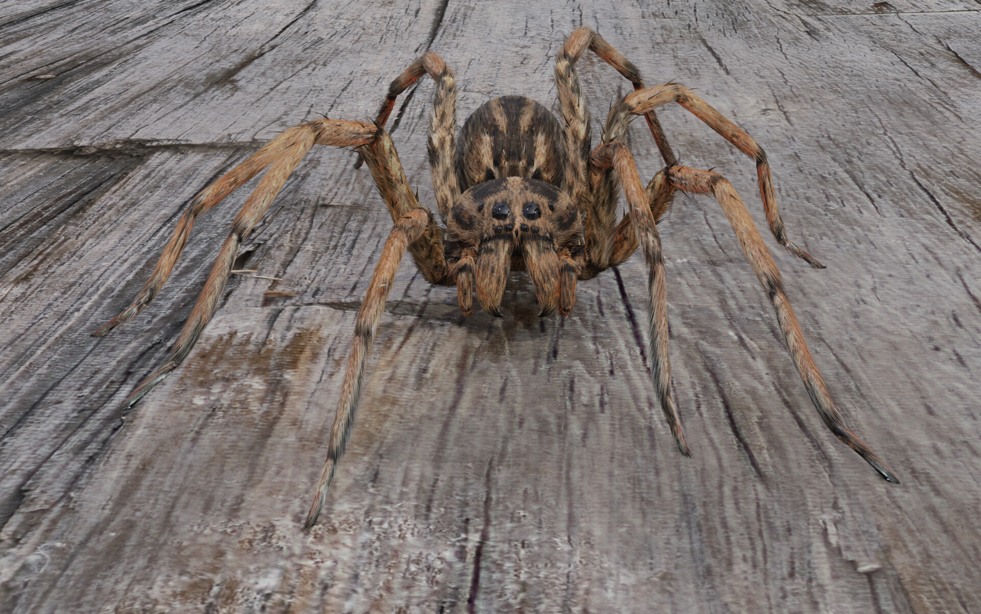 ArtStation - Wolf Spider-Walk cycle