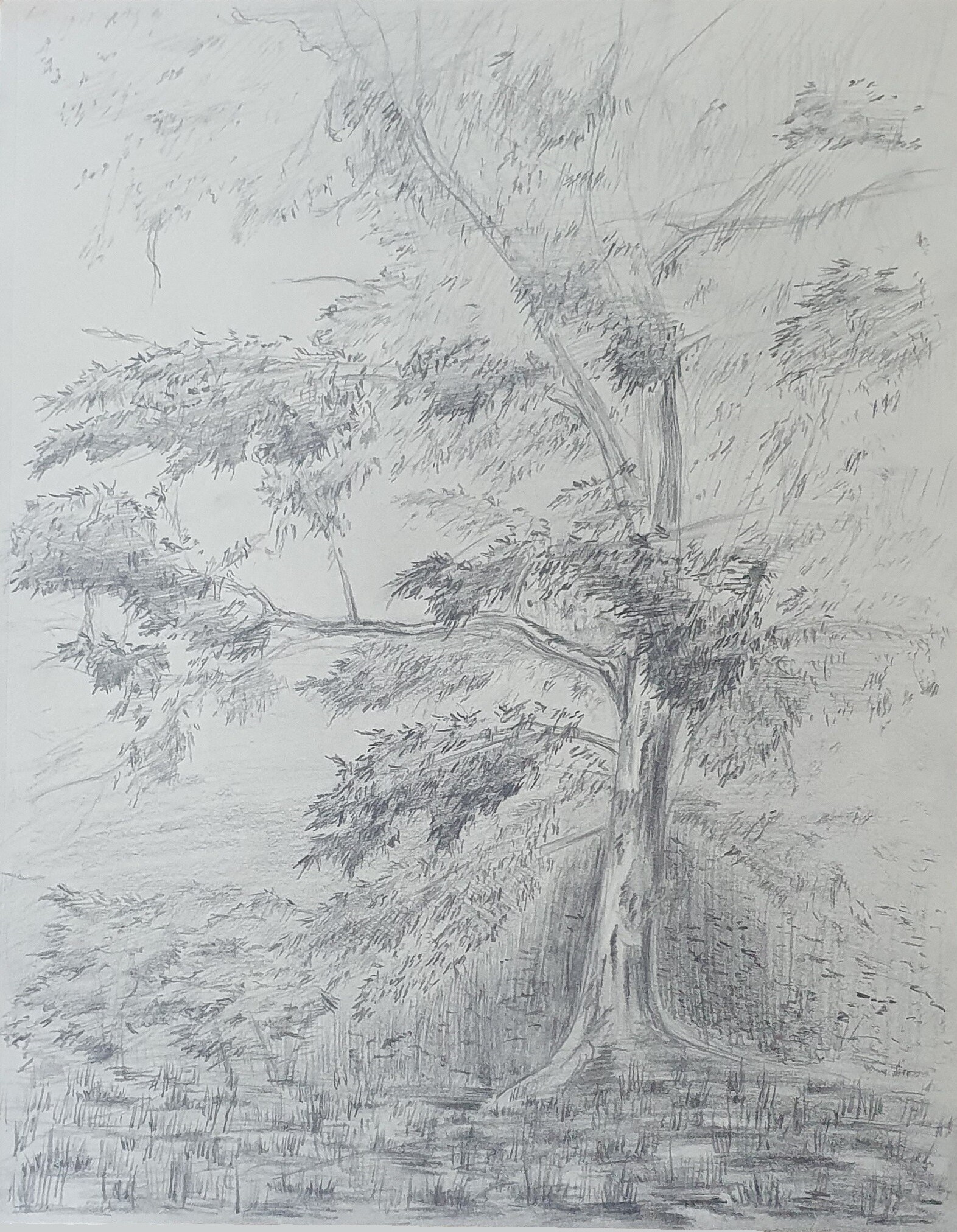 ArtStation - A Tree - Pencil Drawing