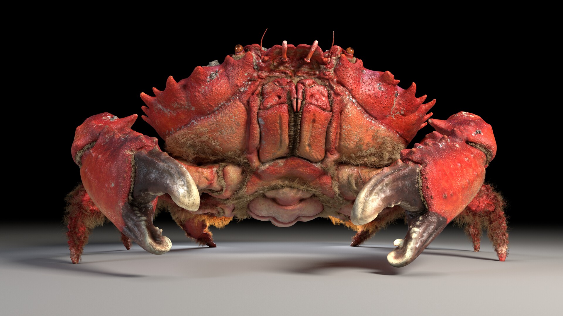 Erika Madsen - Spiny Spooner Crab (Etisus dentatus)