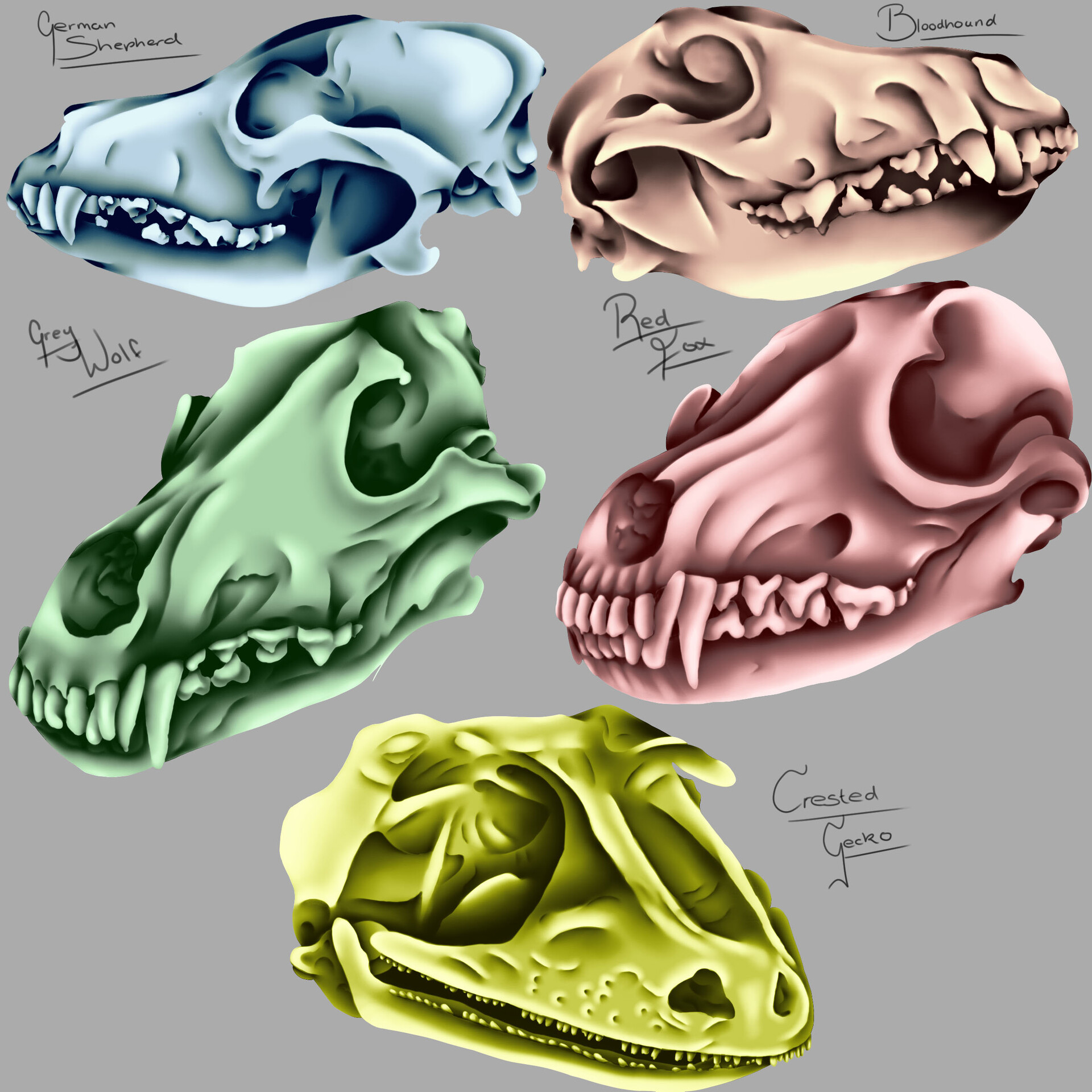 ArtStation - Animal Skull Studies