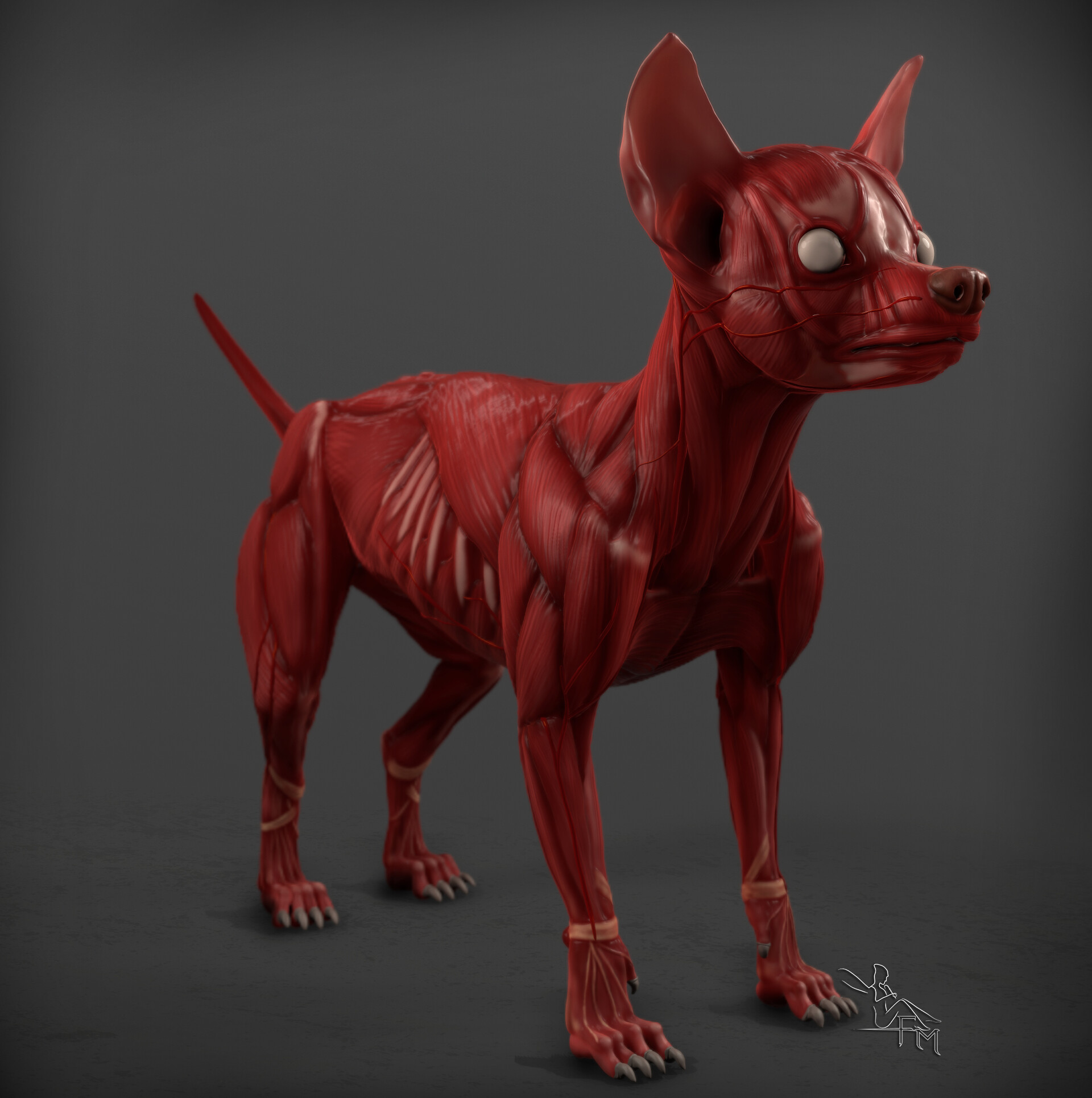 Flavia Merlino - Cippi the chihuahua: anatomical development