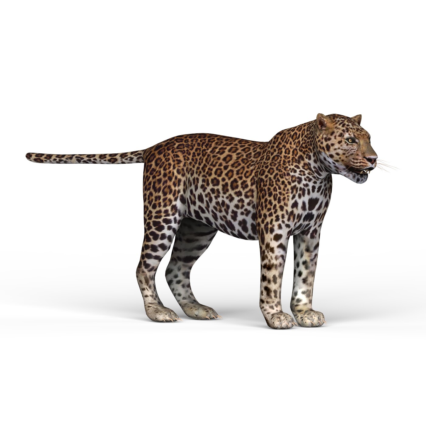 Ravi Patel - Low Poly Wild Animal 3D Model Collection