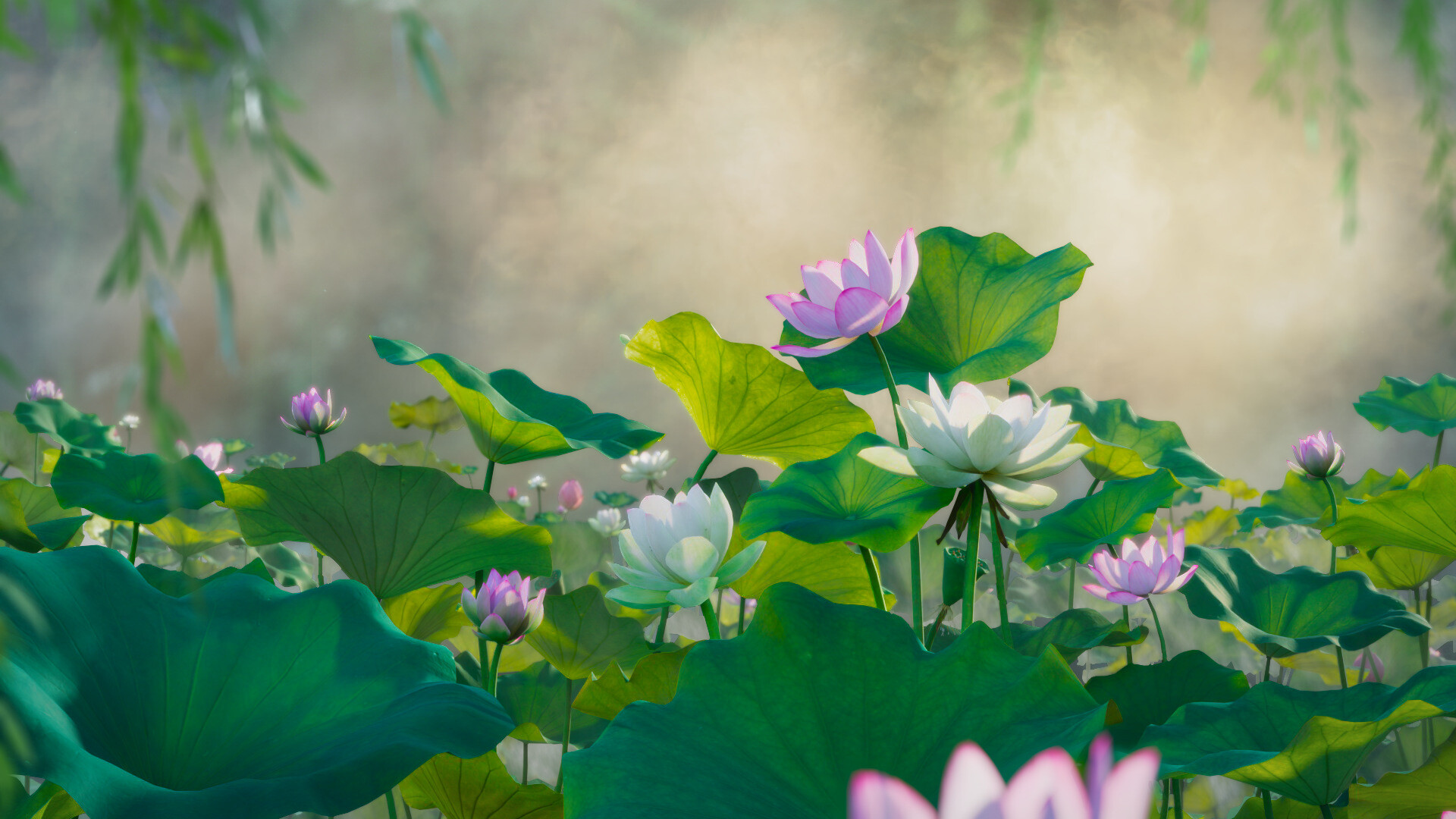 martin-mart-3d-flower-collection-vol07-lotus-01.jpg (1920×1080)-花瓣网