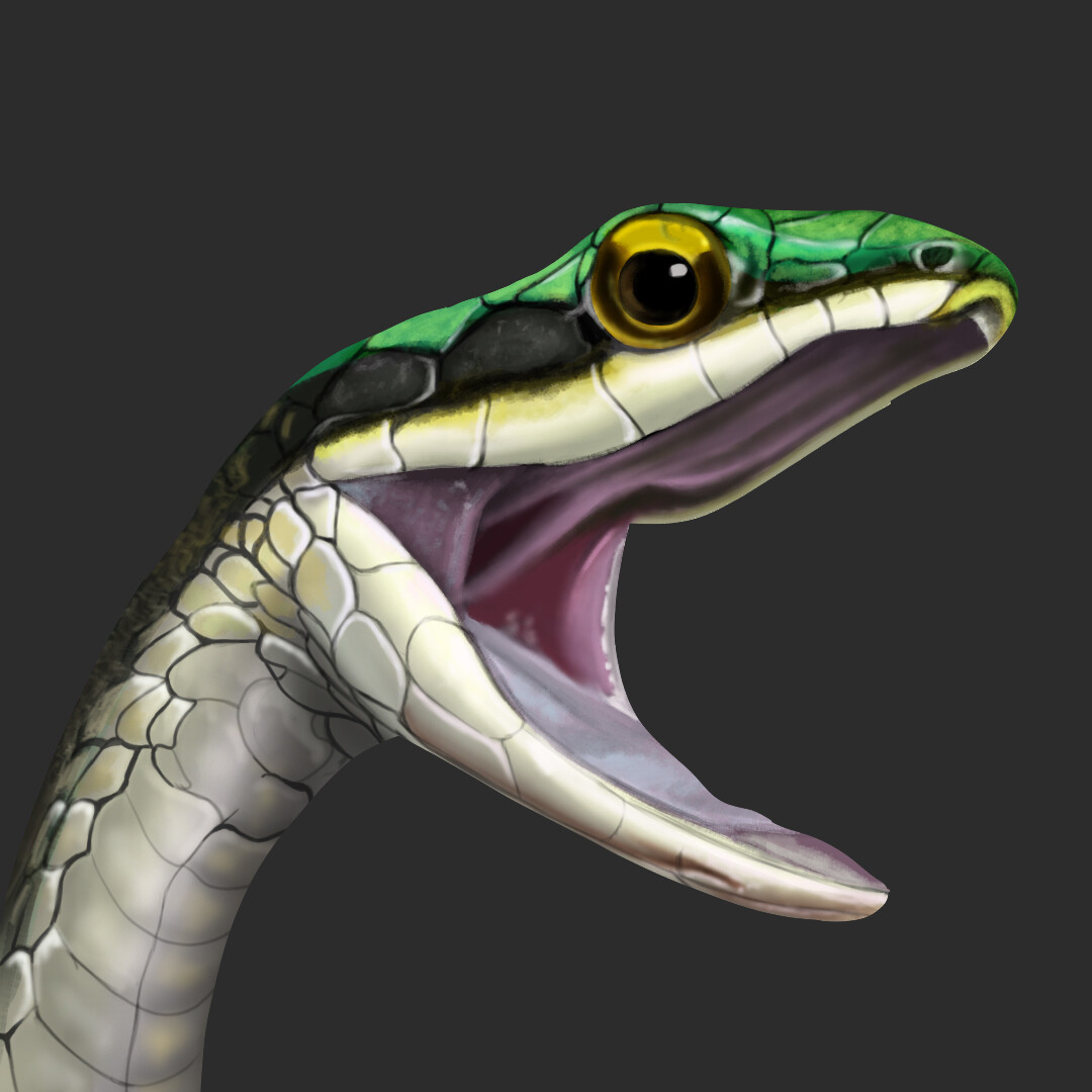 Snake Side View Mouth Open