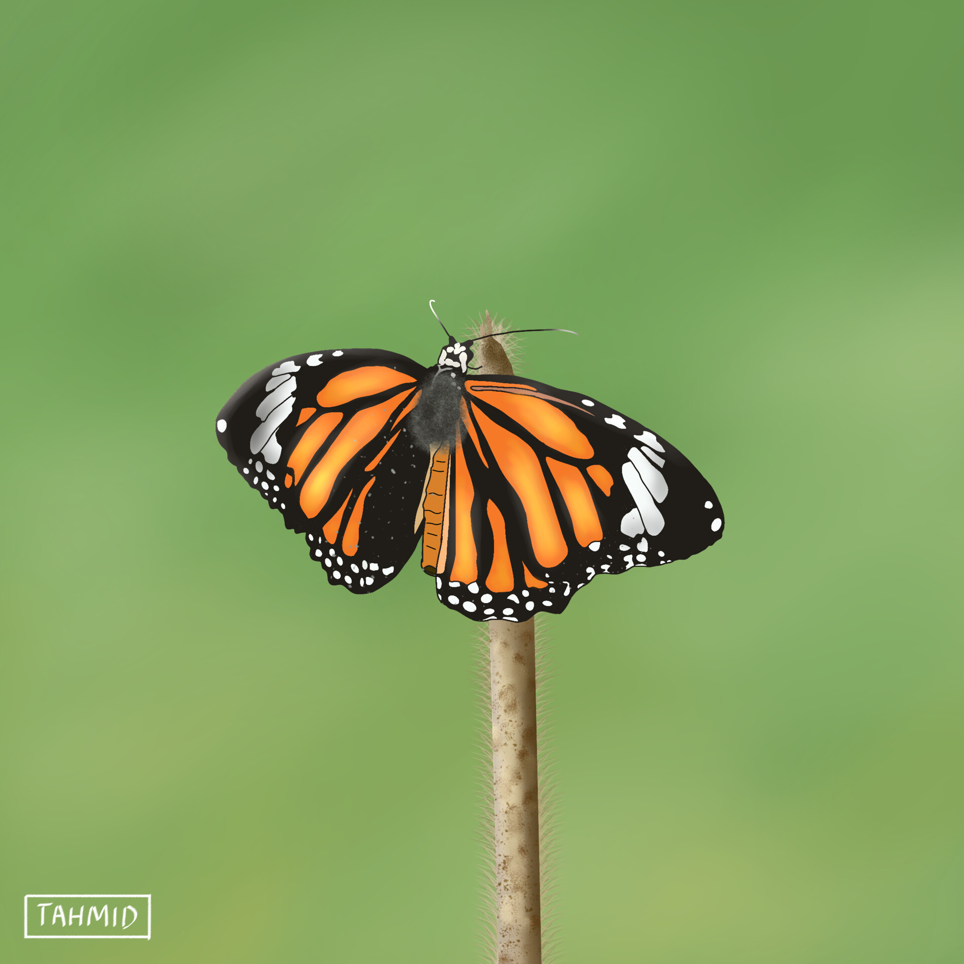 how to draw butterfly in hindi