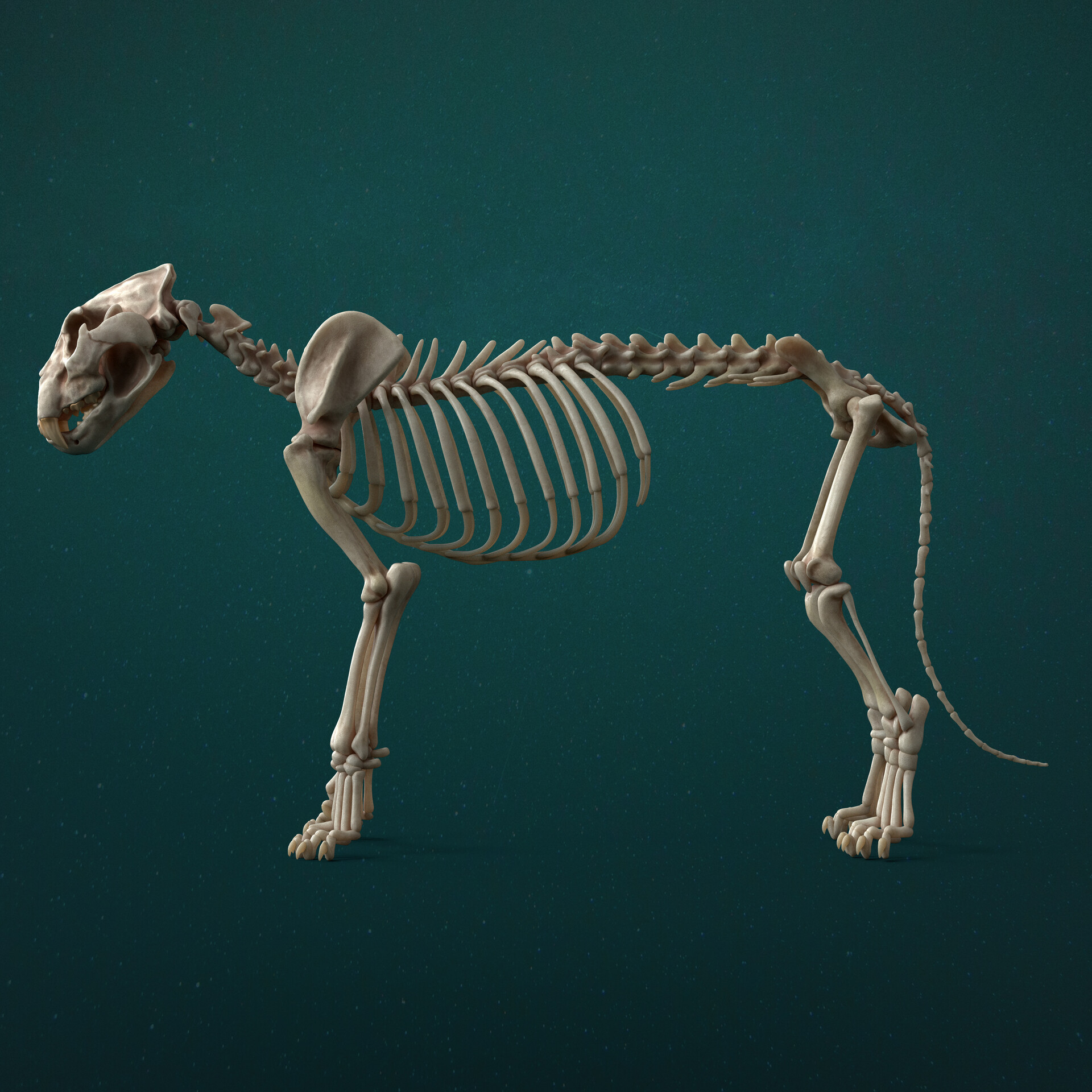 Art By James SIMON - Lion Skeleton