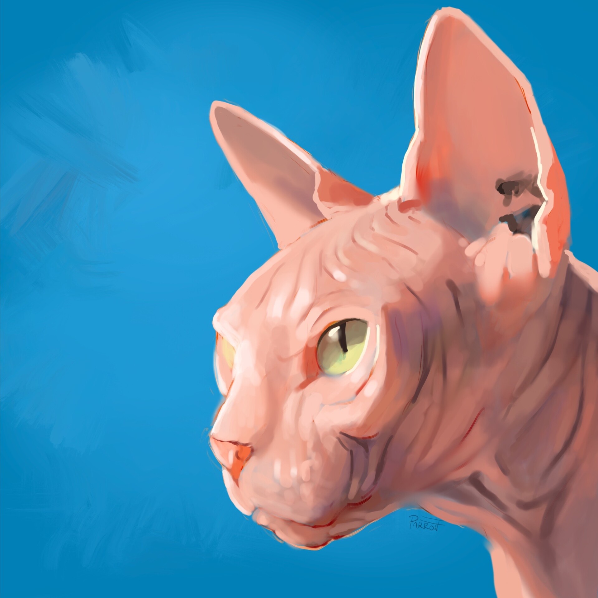 ArtStation - Procreate Studies