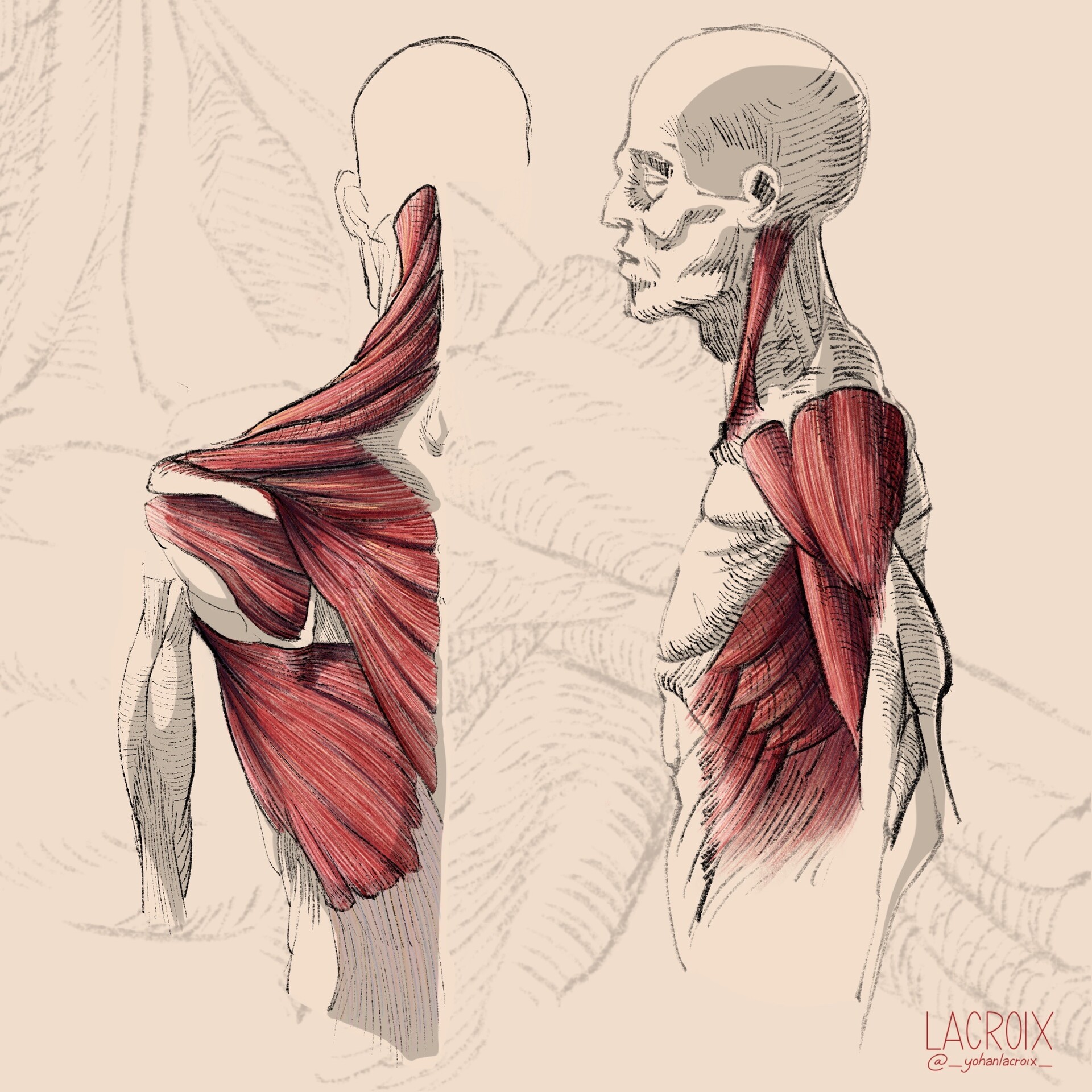 ArtStation - Back study