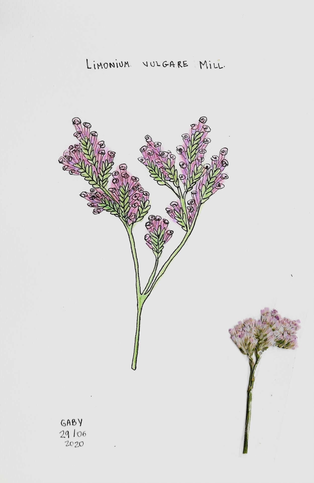 ArtStation - Limonium