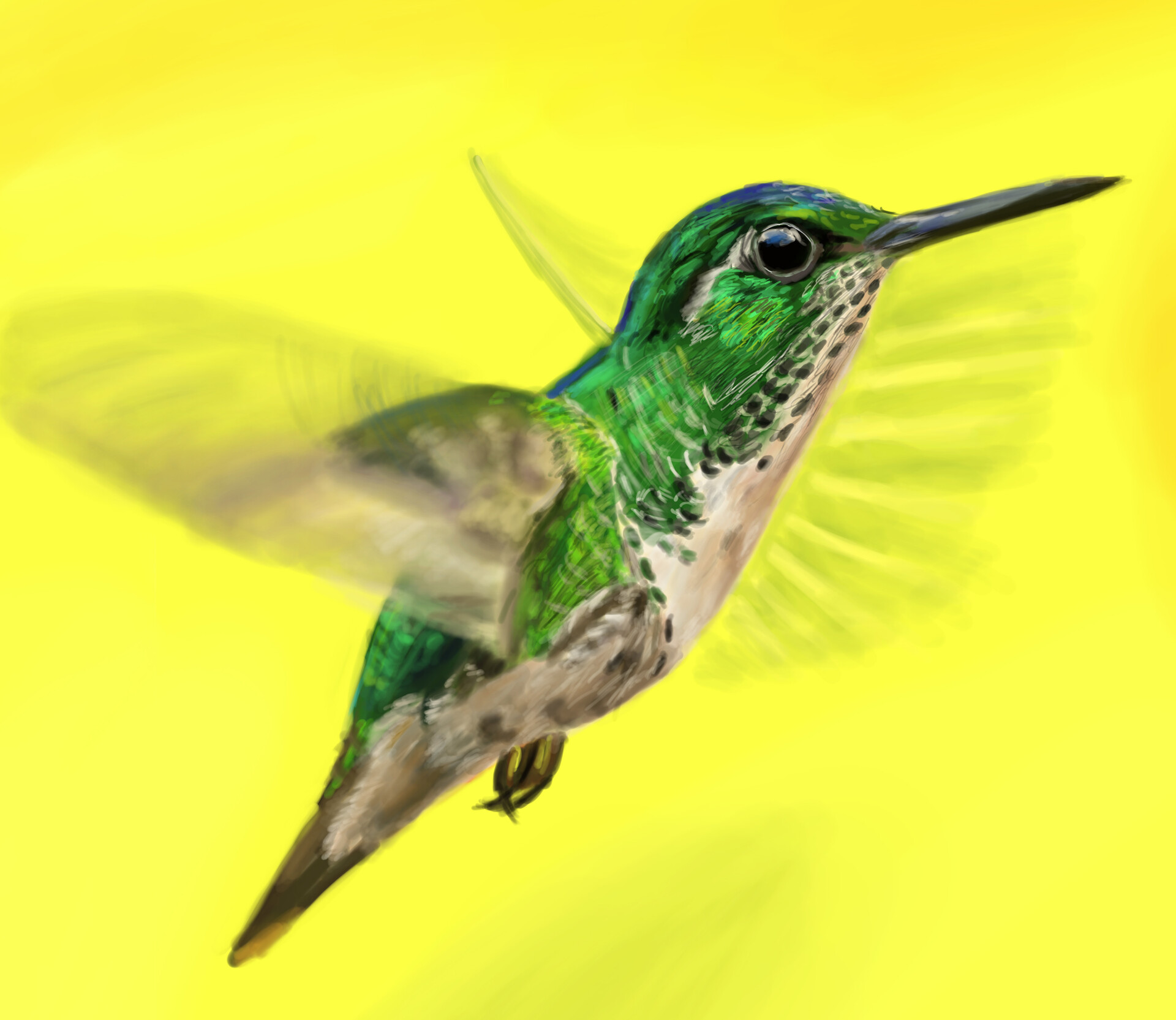 ArtStation - hummingbird