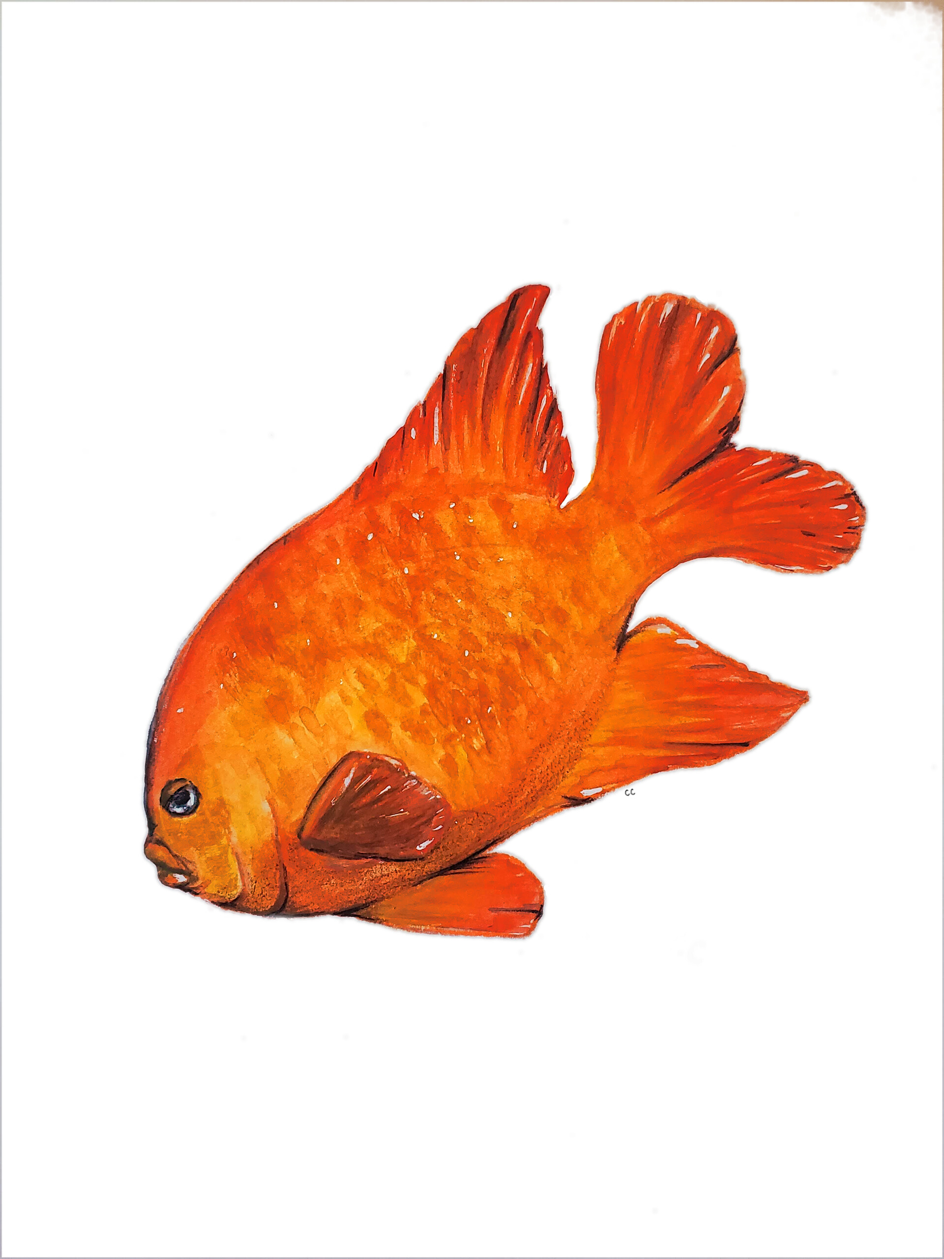 how to draw a garibaldi fish