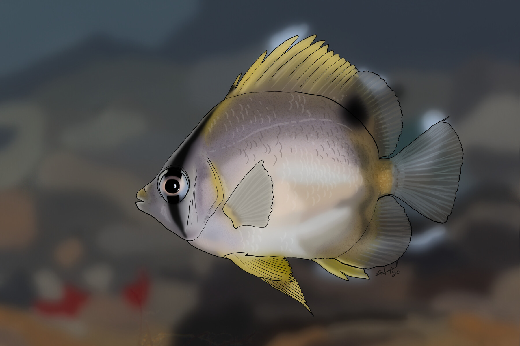 how to draw a butterfly fish step by step