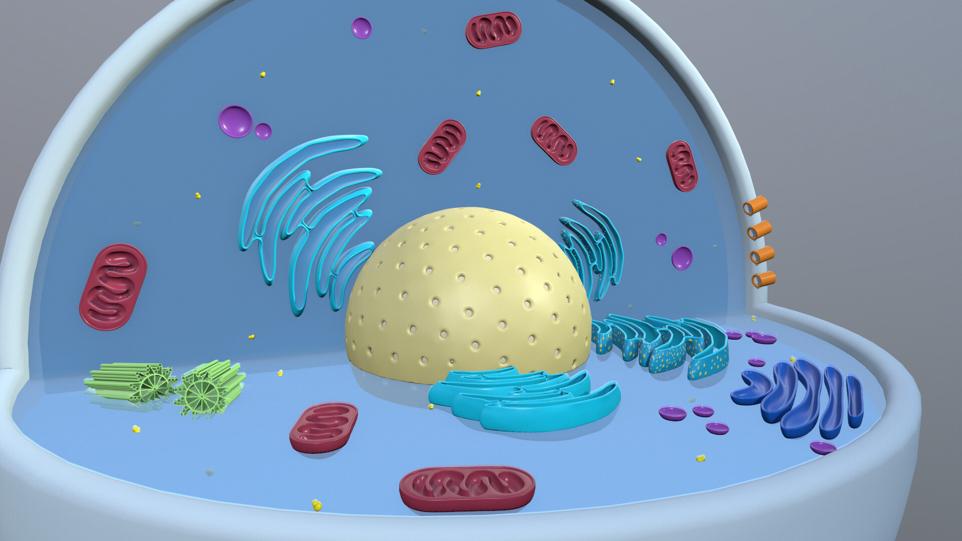 Elizabeth Fletcher - Animal Cell with Organelles