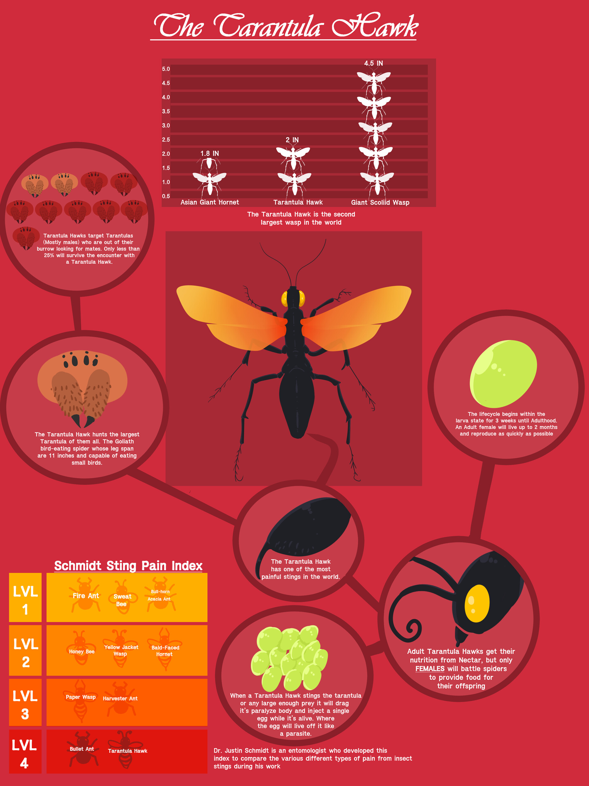 ArtStation - Info-graphic of the Tarantula Hawk