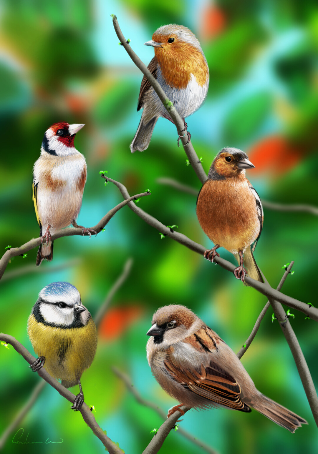 how to draw british garden birds