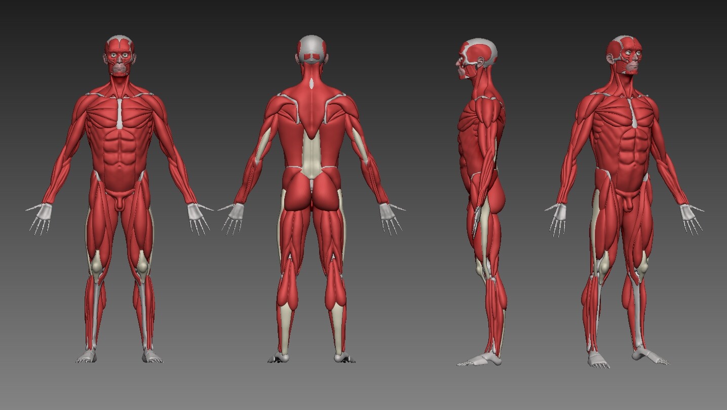 ArtStation - Stylized human muscles