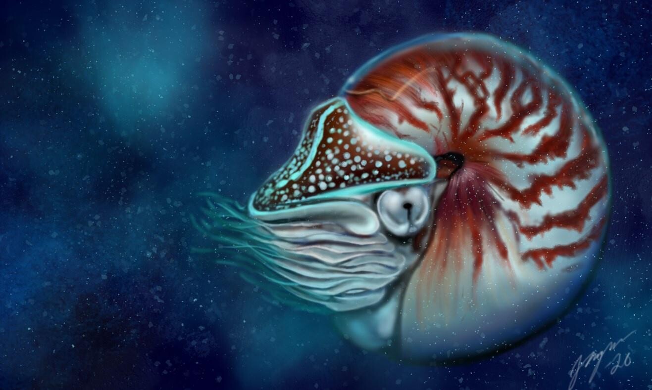 ArtStation - Nautilus