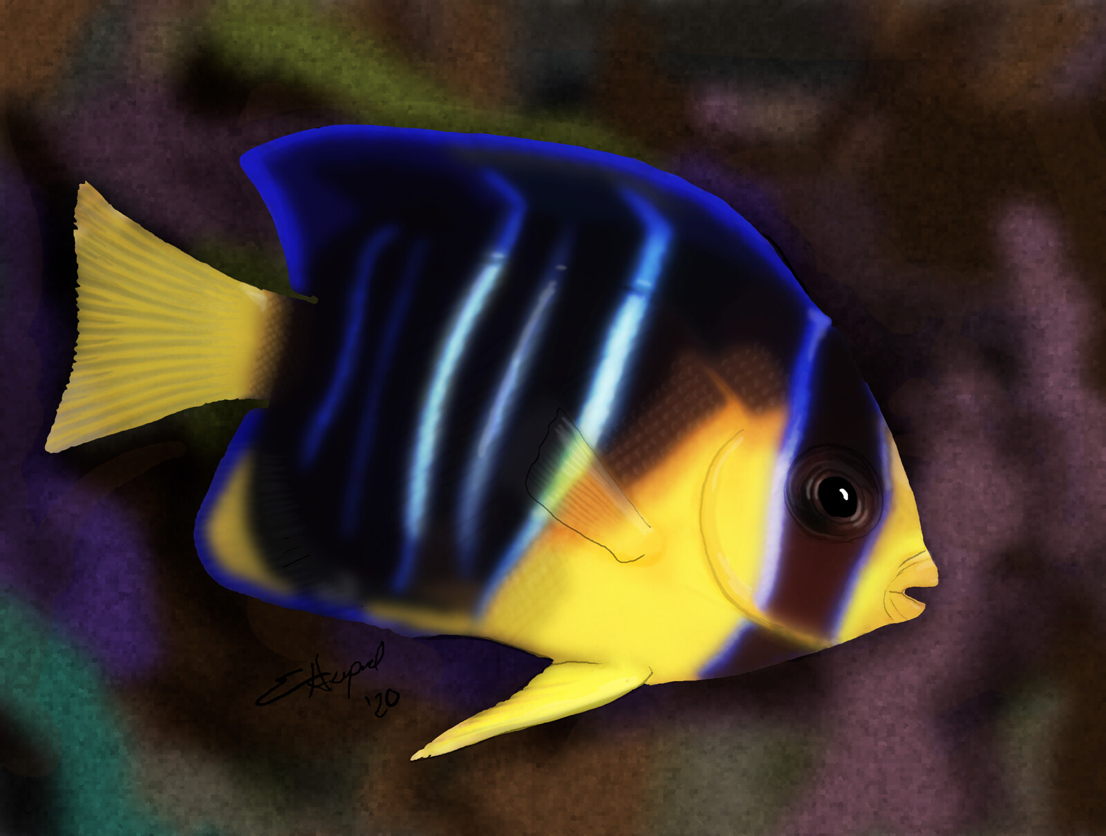 ArtStation - Juvenile Blue Angelfish (Holacanthus bermudensis)