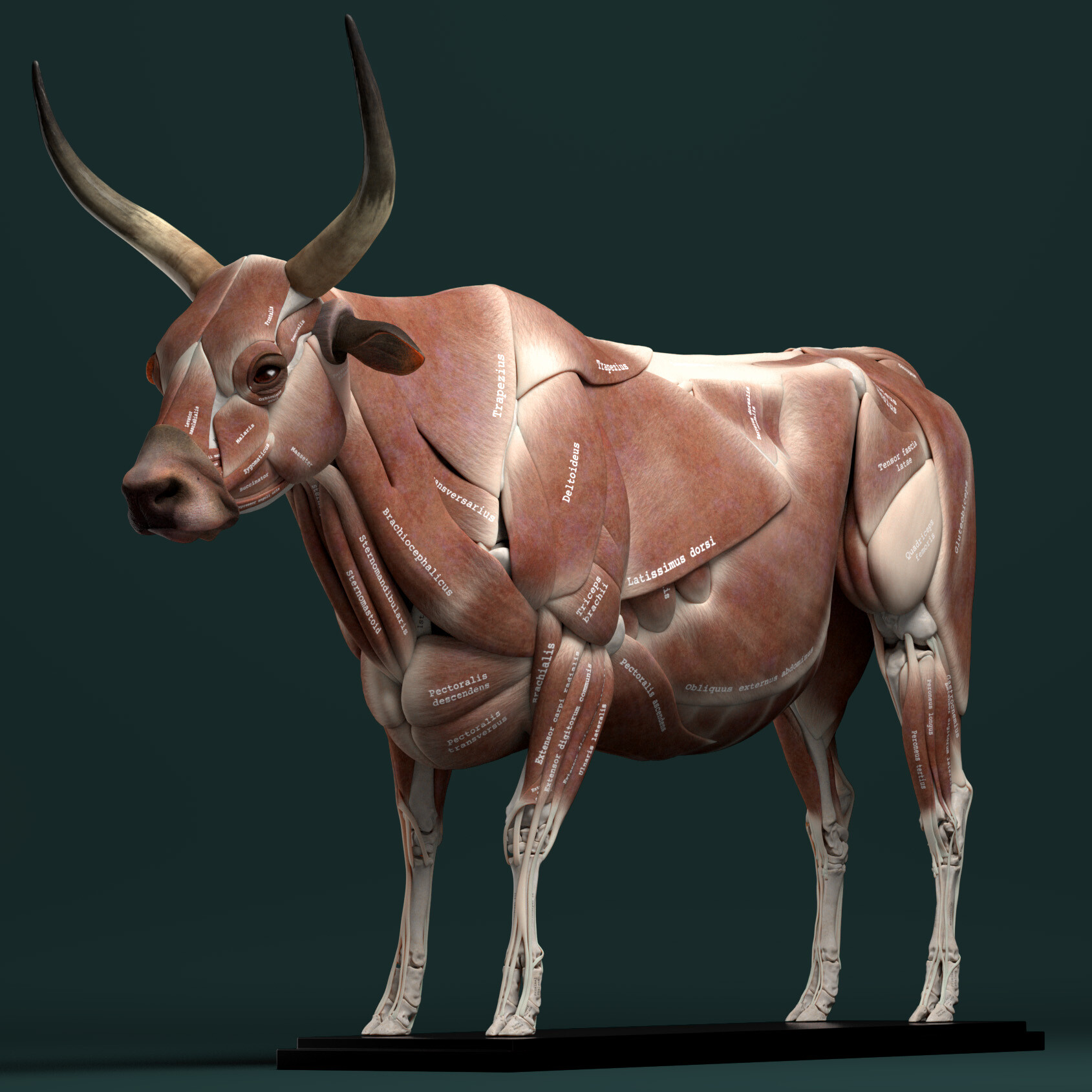 cow humerus 3d