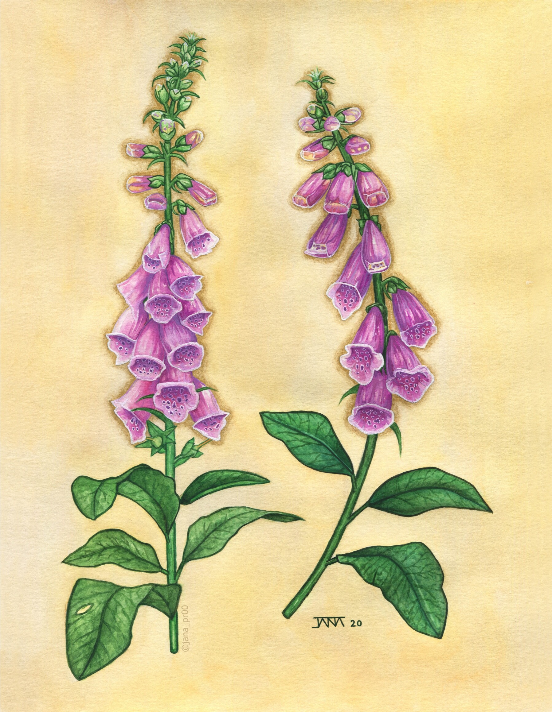 Digitalis Purpurea Drawing