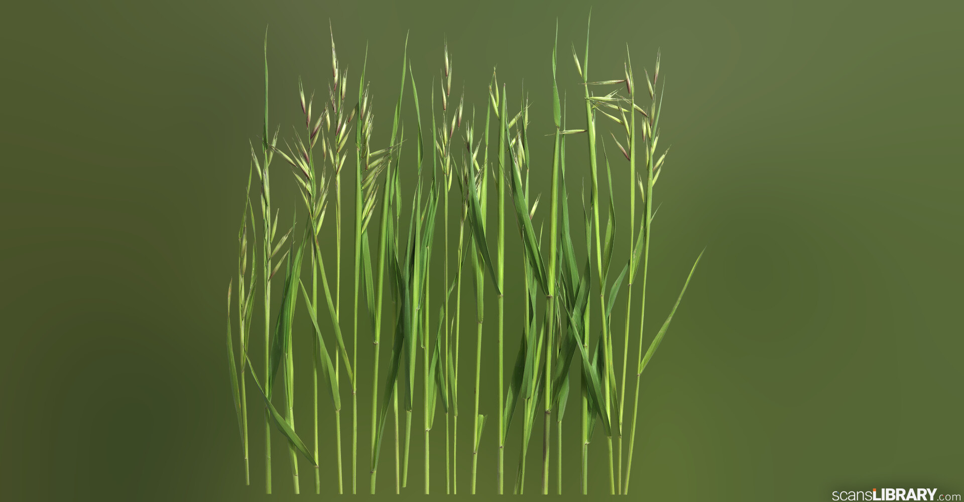 Tall Grass Texture Alpha