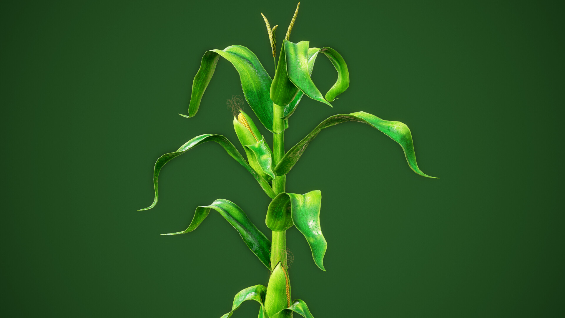ArtStation - CORN STALK