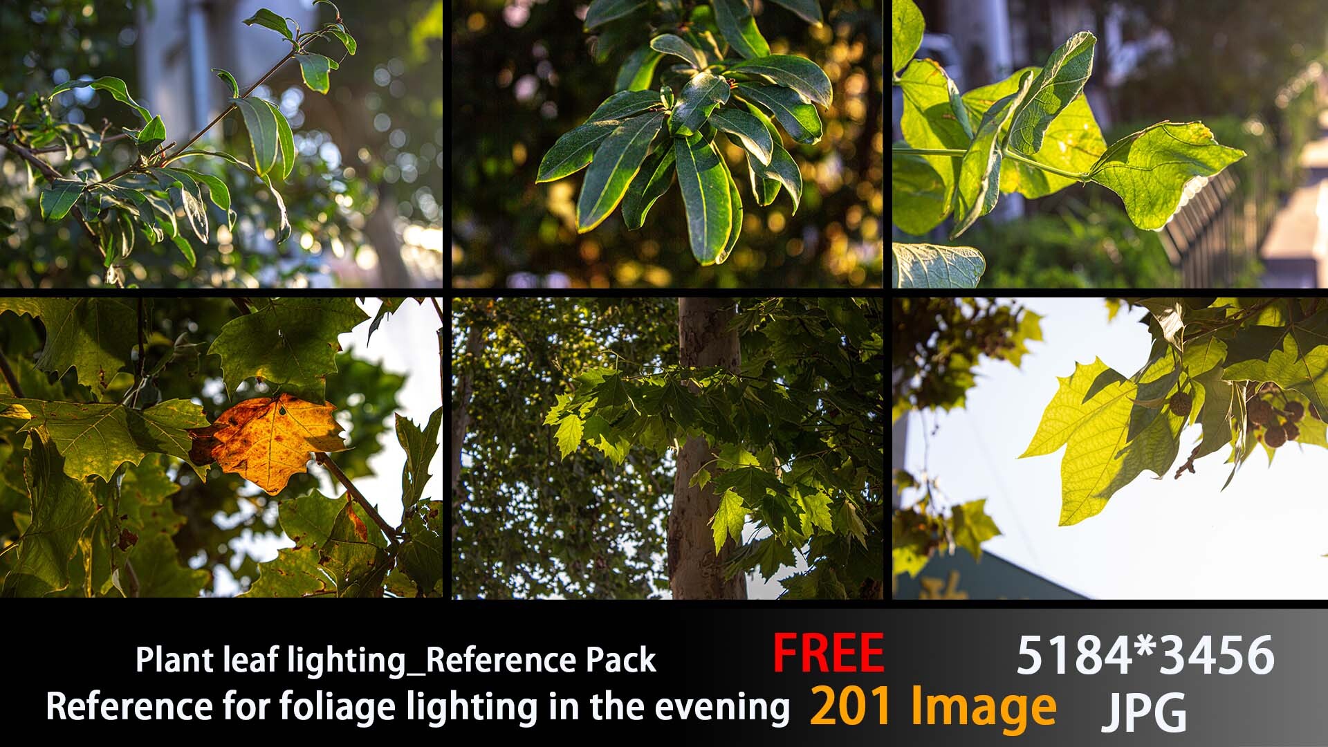 ArtStation - Plant leaf lighting_Reference Pack【FREE】