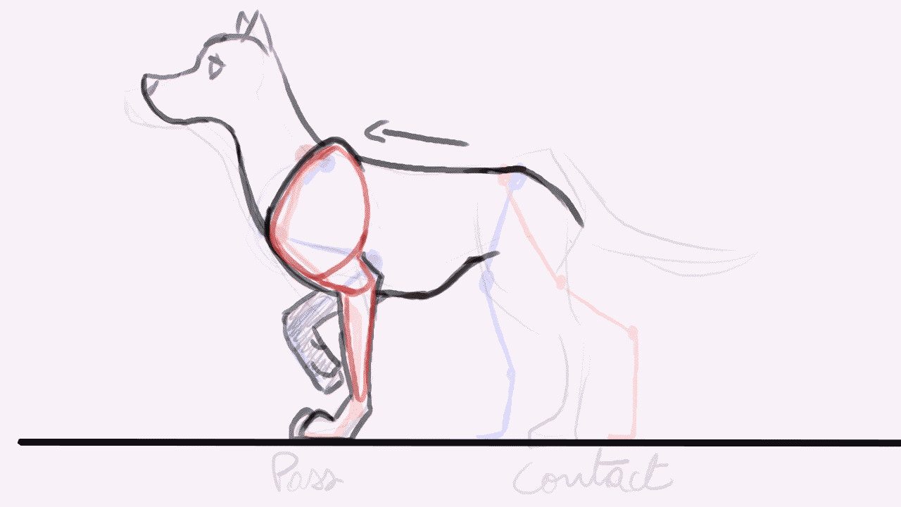 ArtStation - Animation study - Dog