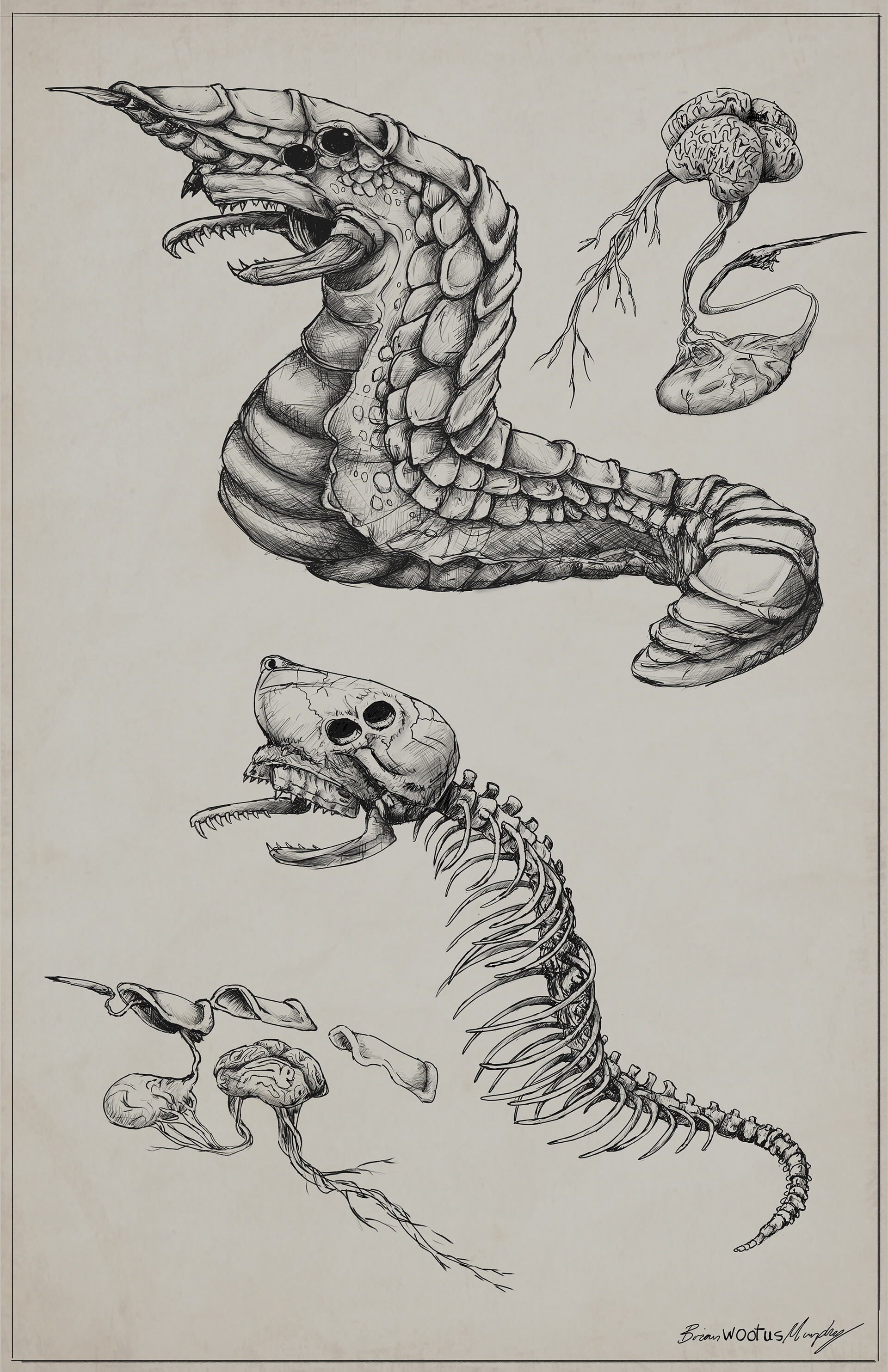 ArtStation - Alien Lifeform Scientific Illustration 2