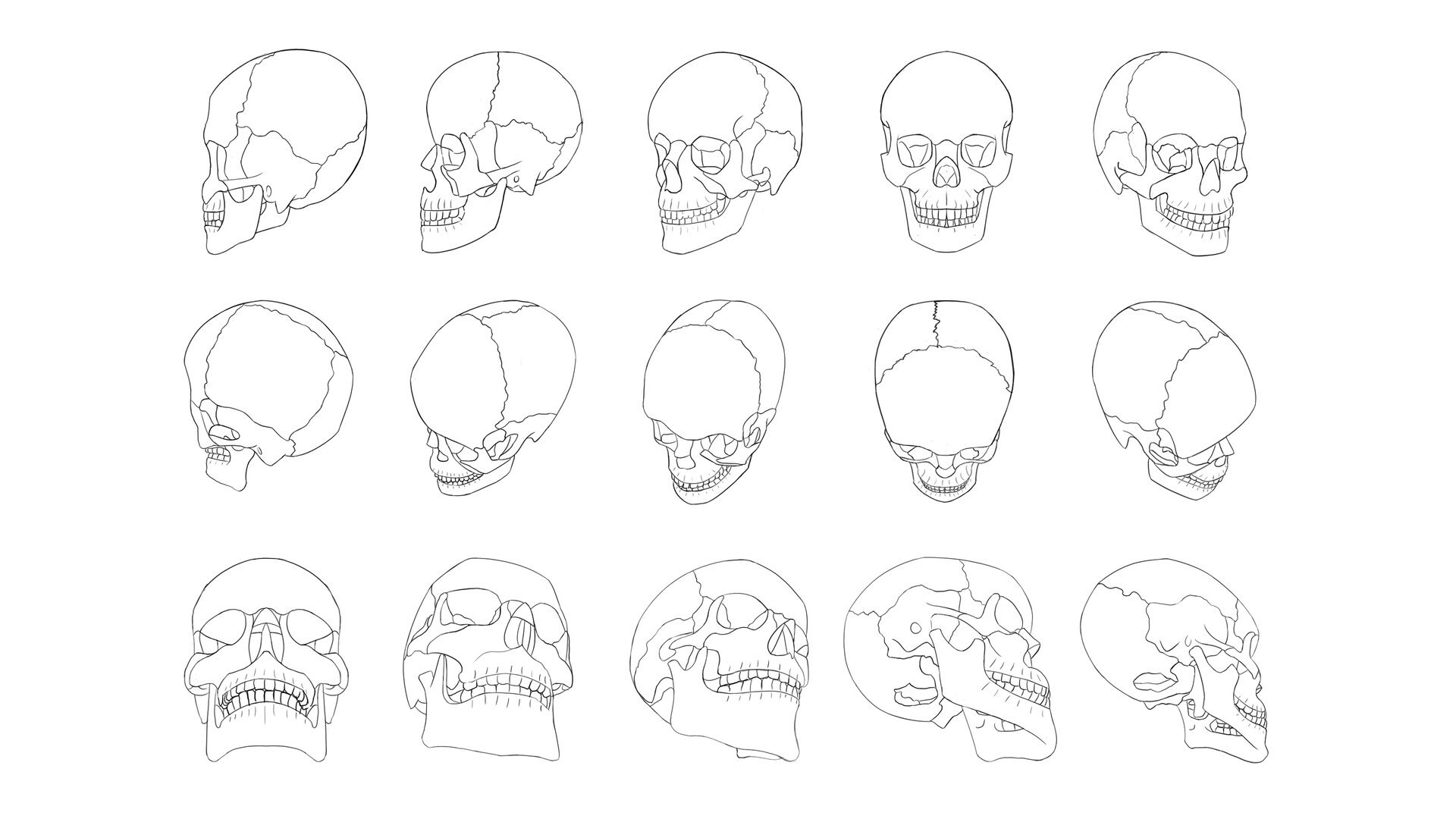 René Westerveld - Skull studies