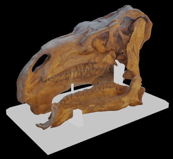 iguanodon skull