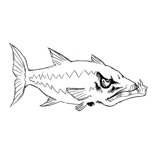 Barracuda Sketch
