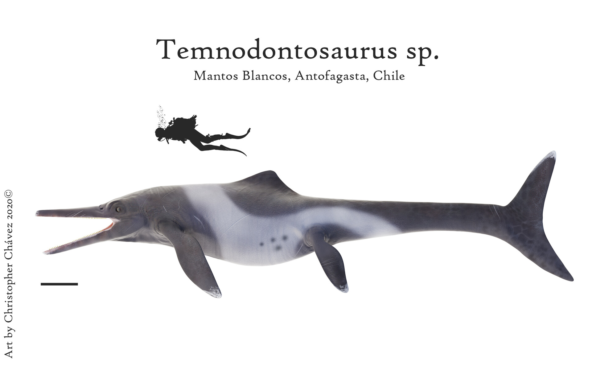 Temnodontosaurus Fossils
