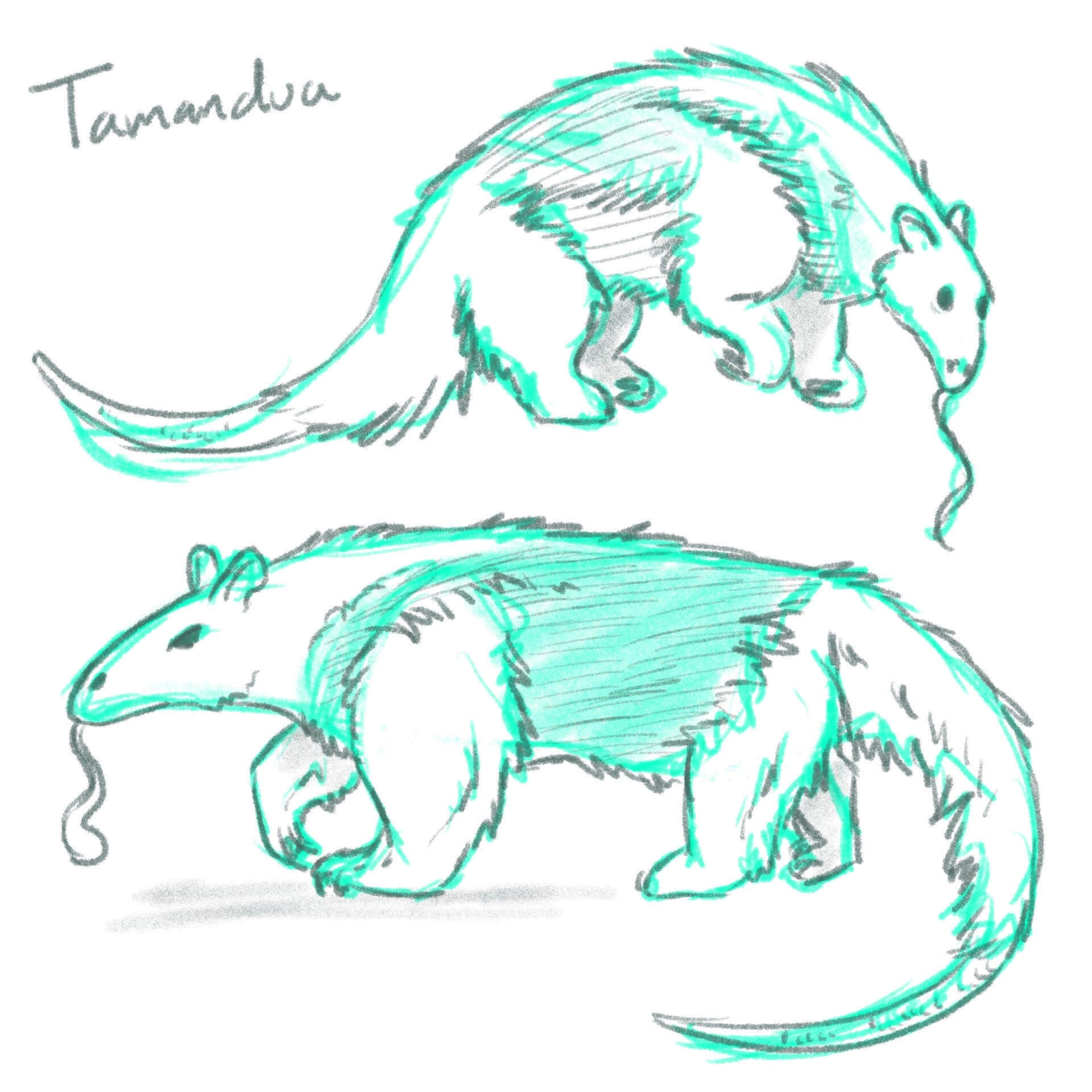 AJ Blake - Animal Life Drawing, LightBox 2020