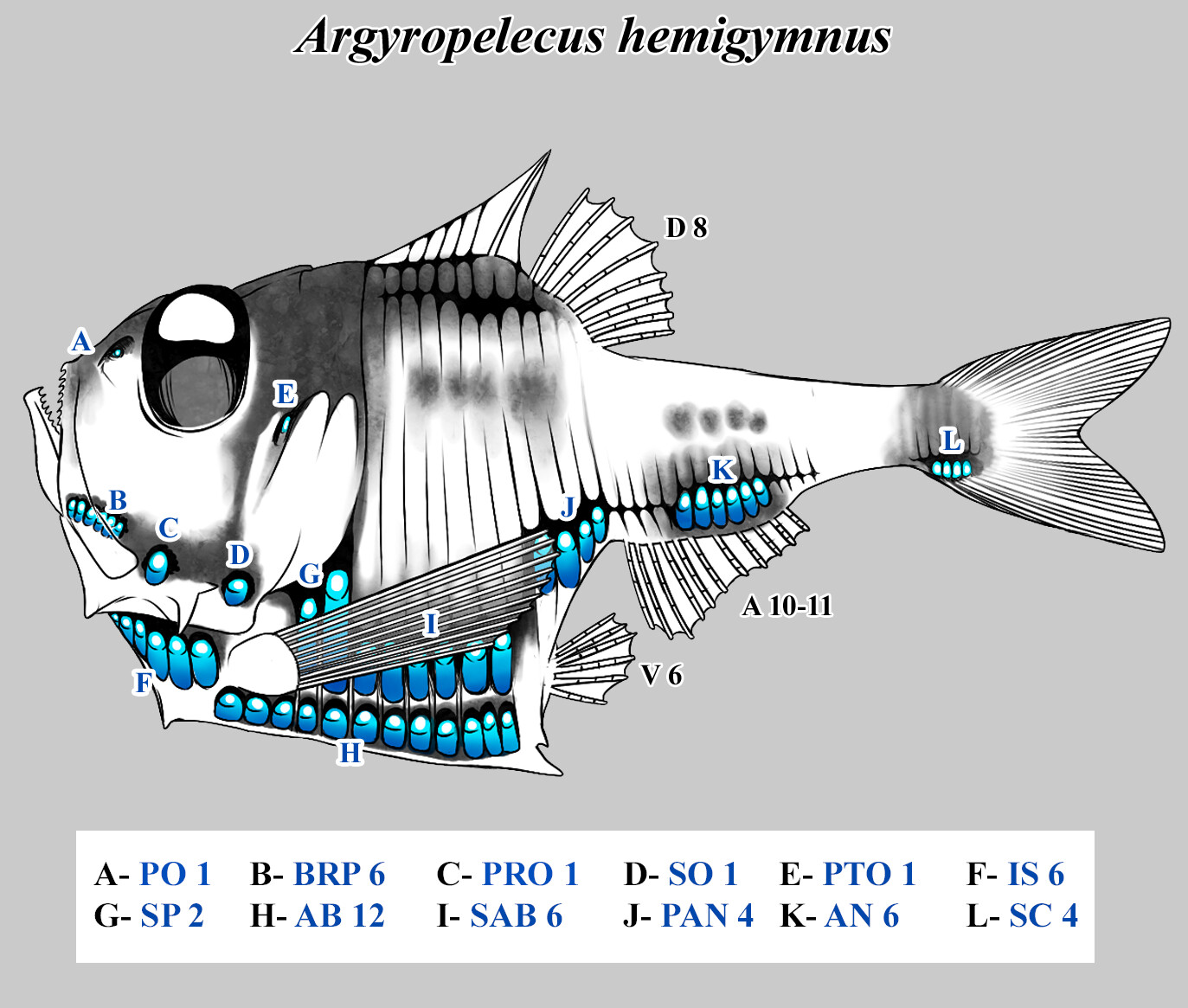 Guillaume Rech - Stomiiformes