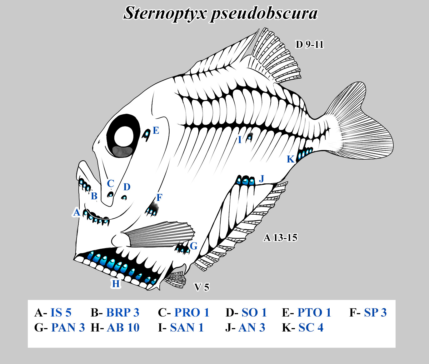 Guillaume Rech - Stomiiformes