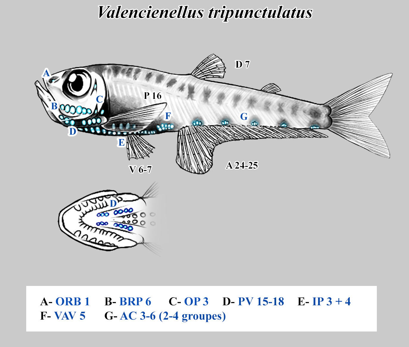 Guillaume Rech - Stomiiformes