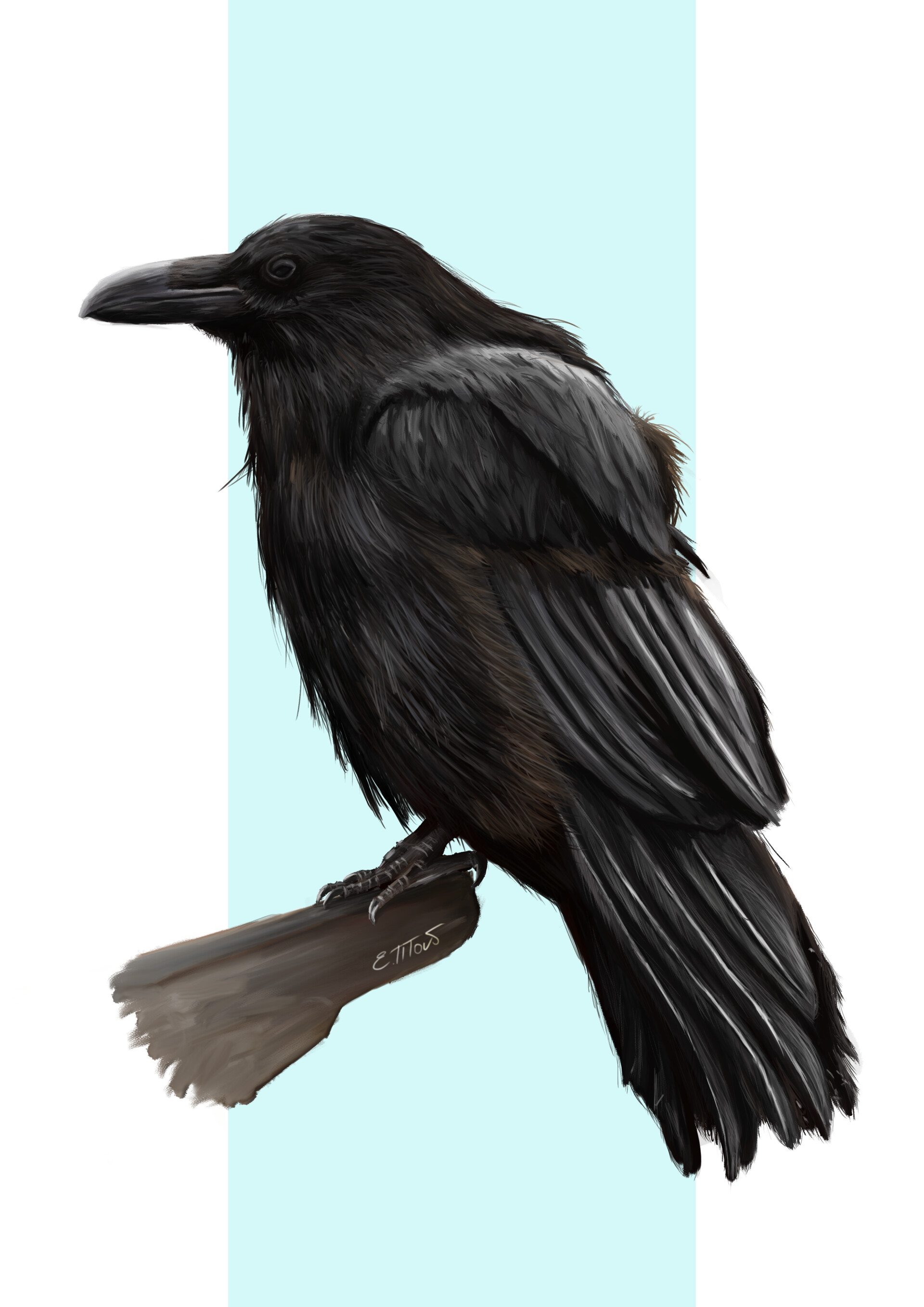 ArtStation - Raven study