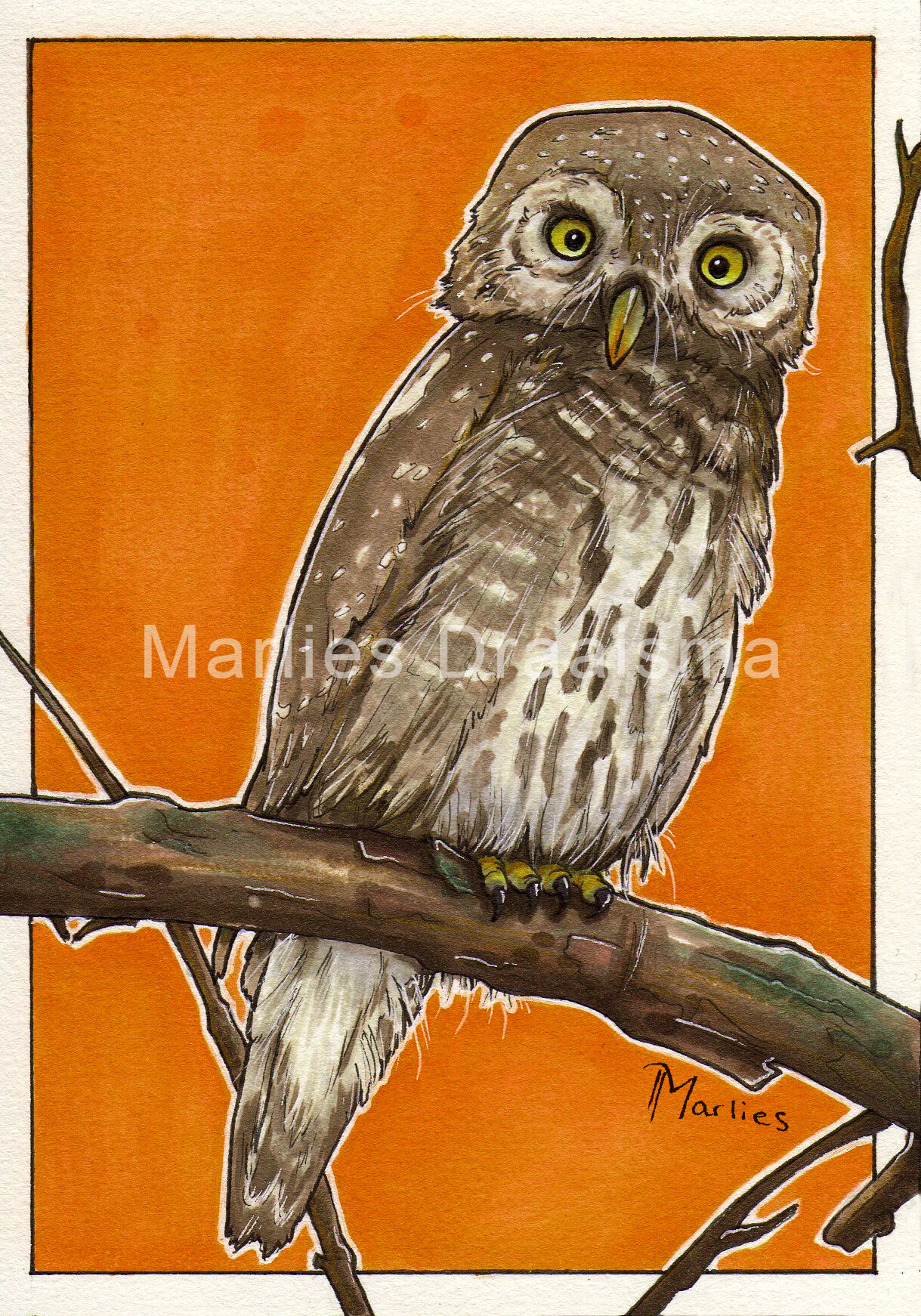 ArtStation - Pygmy Owl