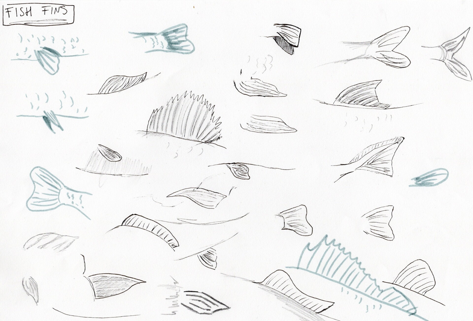 how to draw fish fins