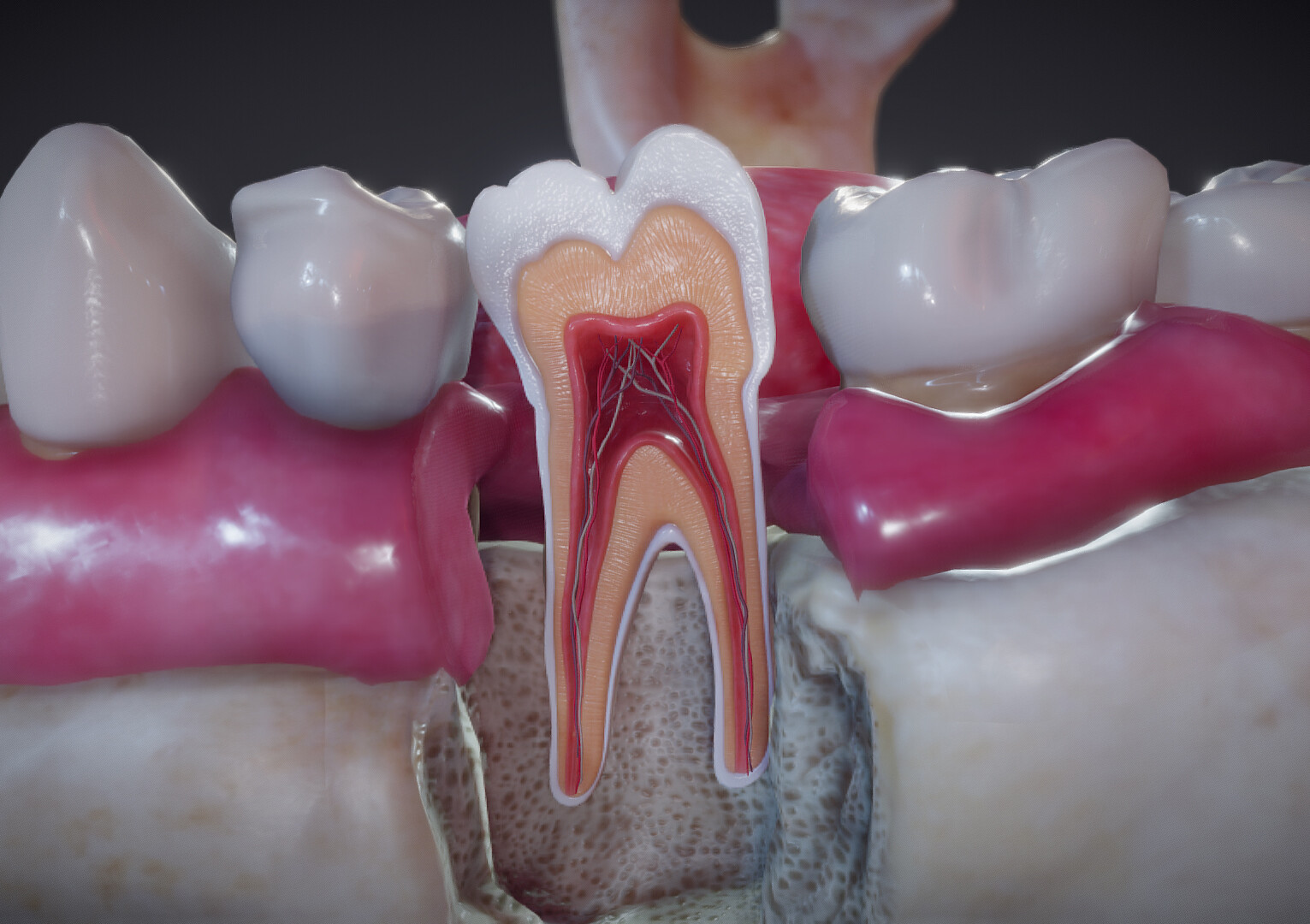 Sherif Megahed - Teeth cross section