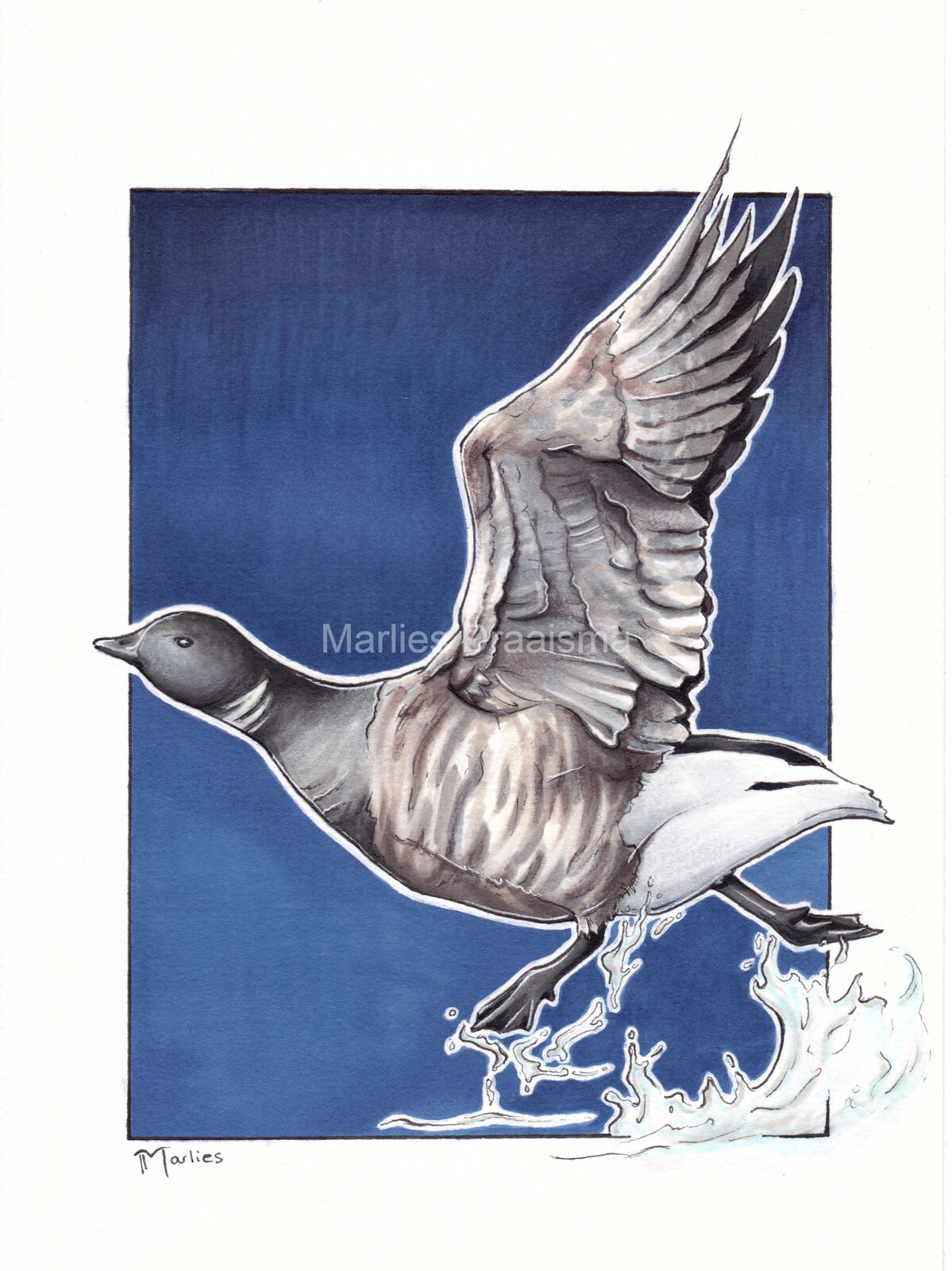 Marlies Draaisma - Brent Goose