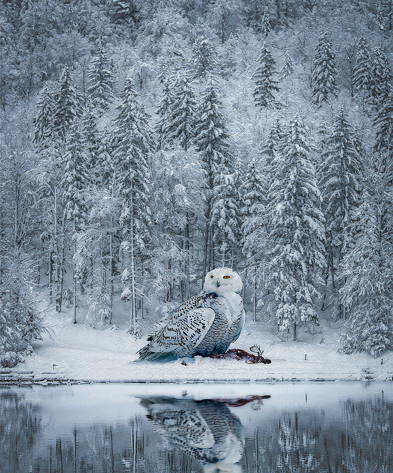 ArtStation - Snow Owl